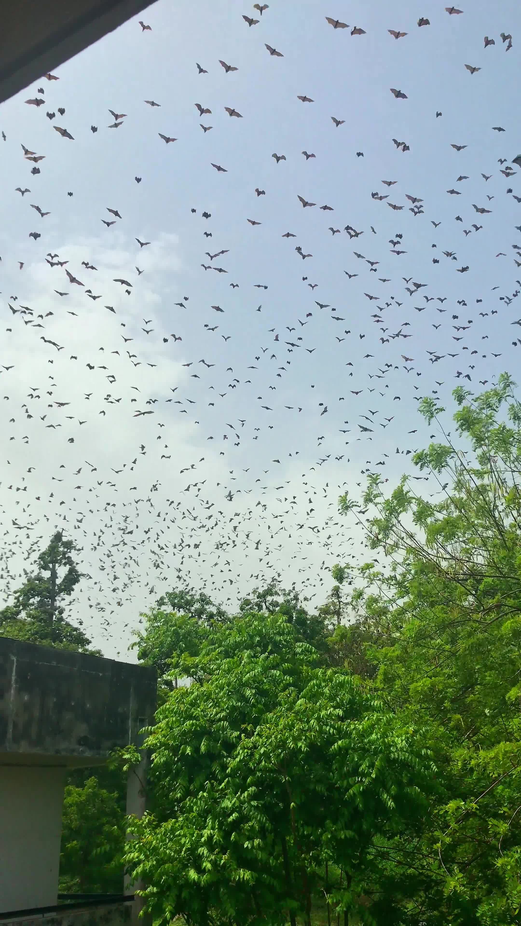 Bats flying in OAU Free Stock Video Footage, Royalty-Free 4K & HD Video ...