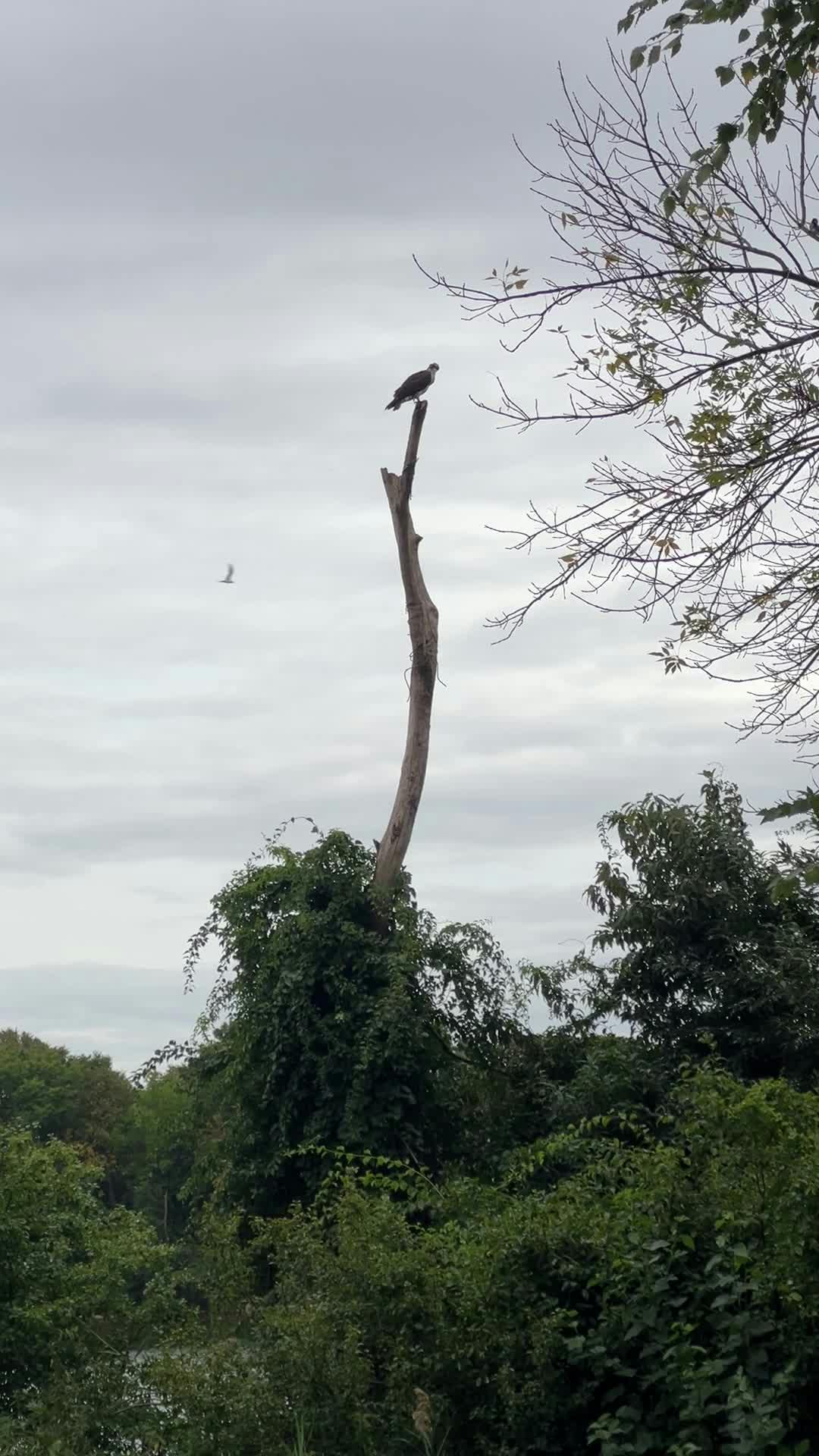 Tall Gray Birds Videos, Download The BEST Free 4k Stock Video Footage ...