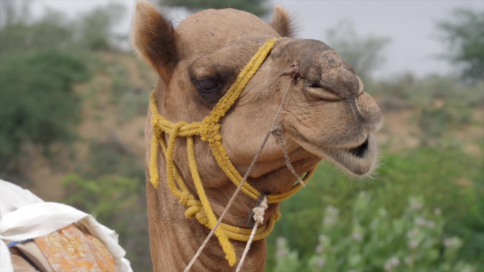 Two Camels Resting on the Sand Free Stock Video Footage, Royalty-Free ...