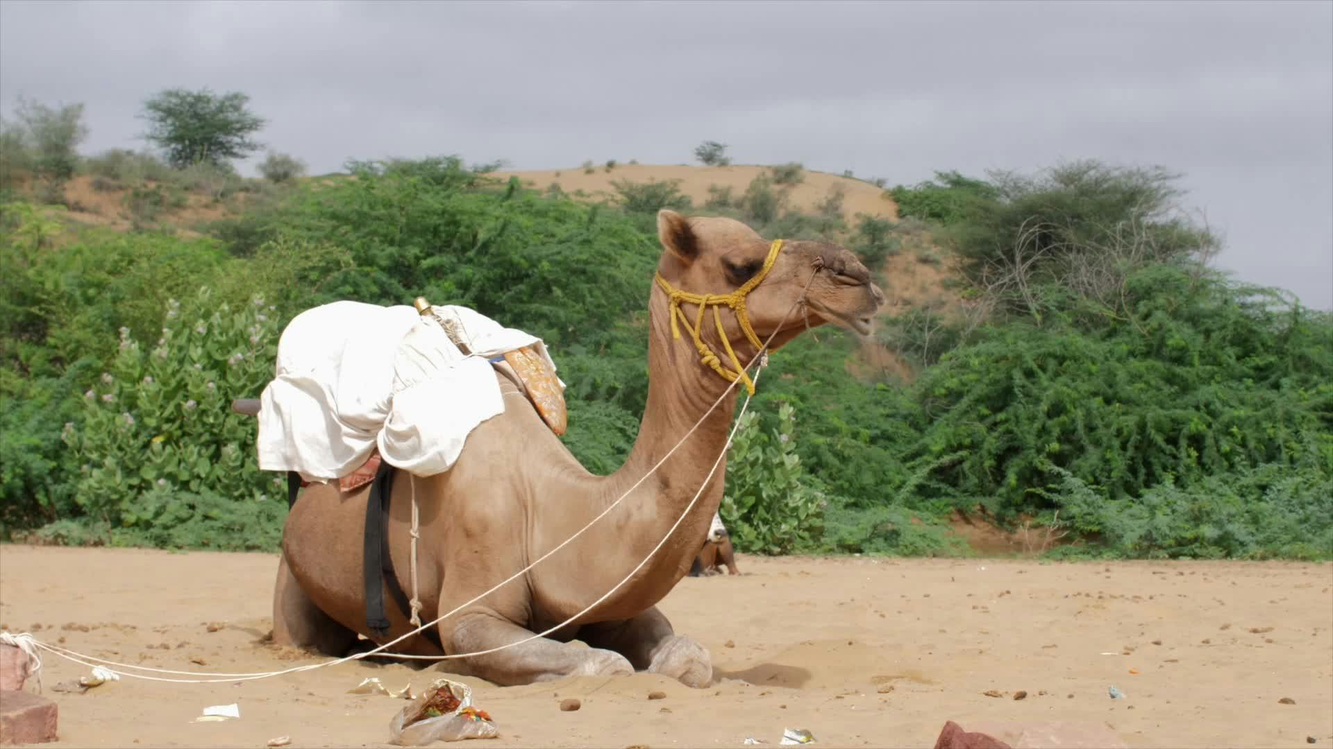 Video Of Camels Free Stock Video Footage, Royalty-Free 4K & HD Video Clip