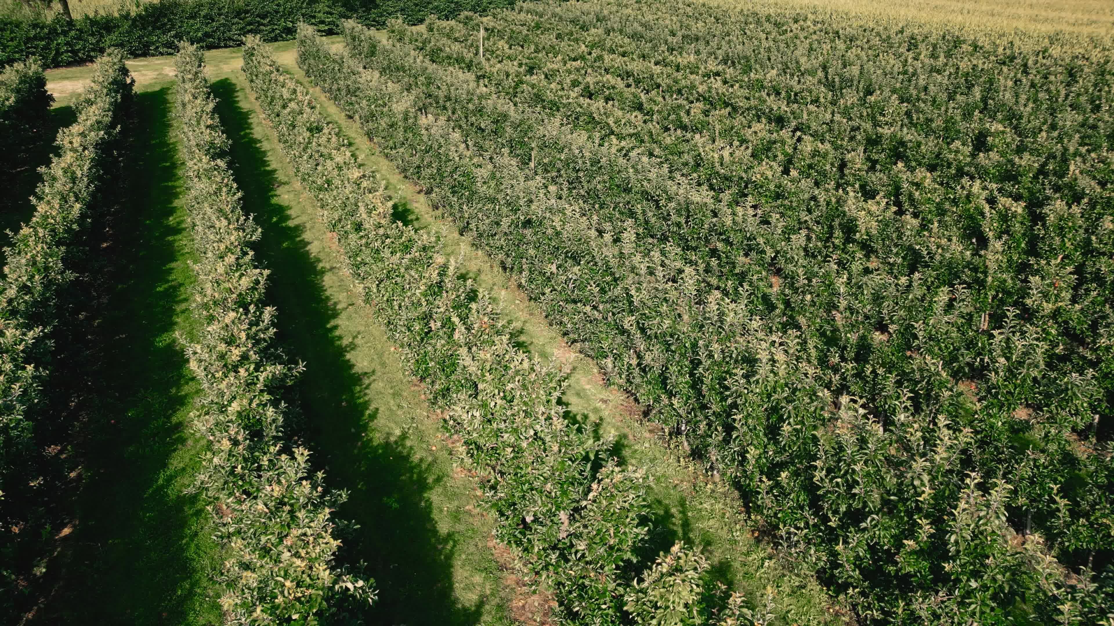An aerial view of an apple orchard Free Stock Video Footage, Royalty ...