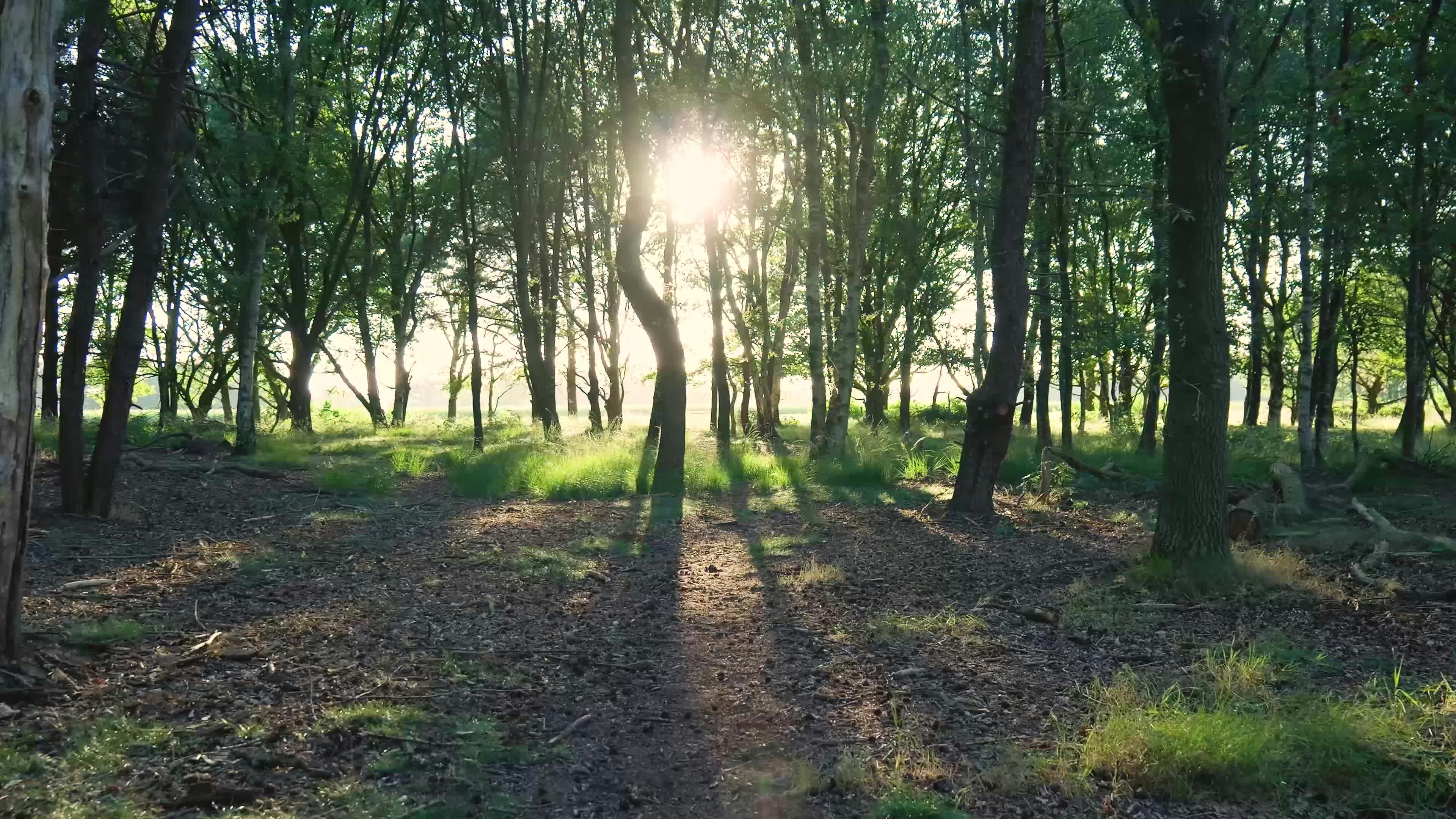 A The Ray Of A Setting Sun Peeking In The Tree Gaps Of A Forest Free ...