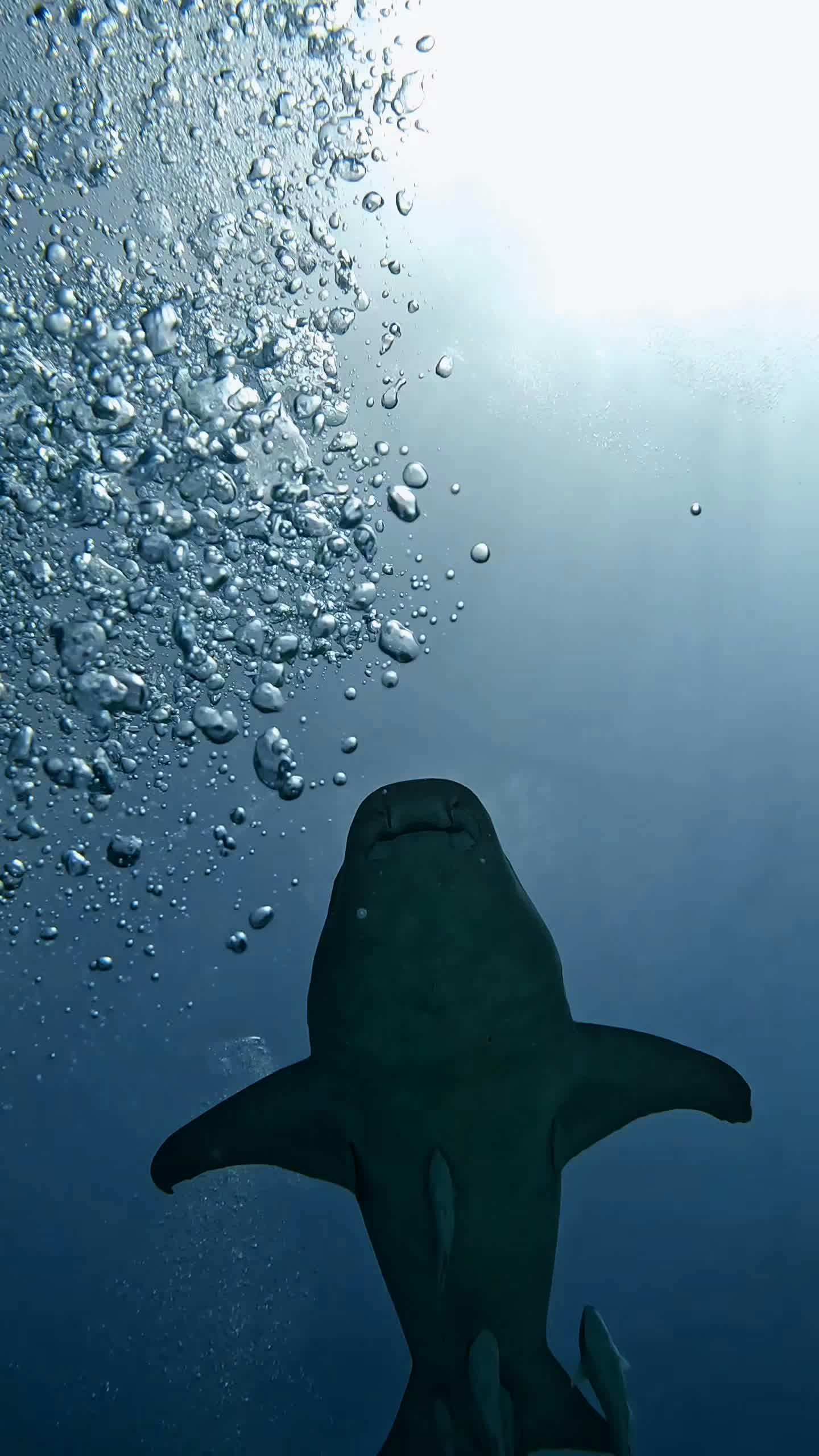 Sharks Swimming in Aquarium Free Stock Video Footage, Royalty-Free 4K ...