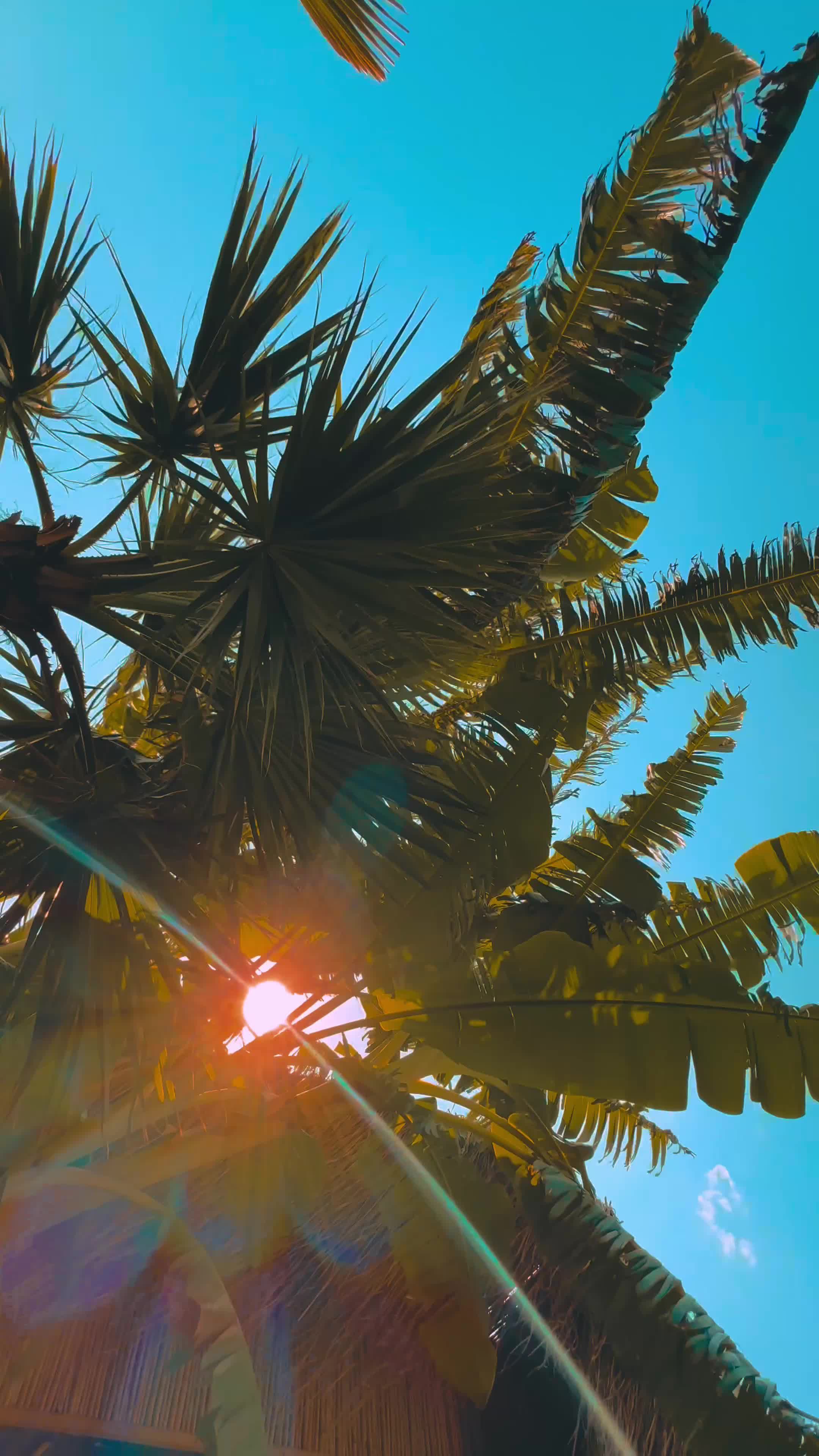 summer palm Free Stock Video Footage, Royalty-Free 4K & HD Video Clip