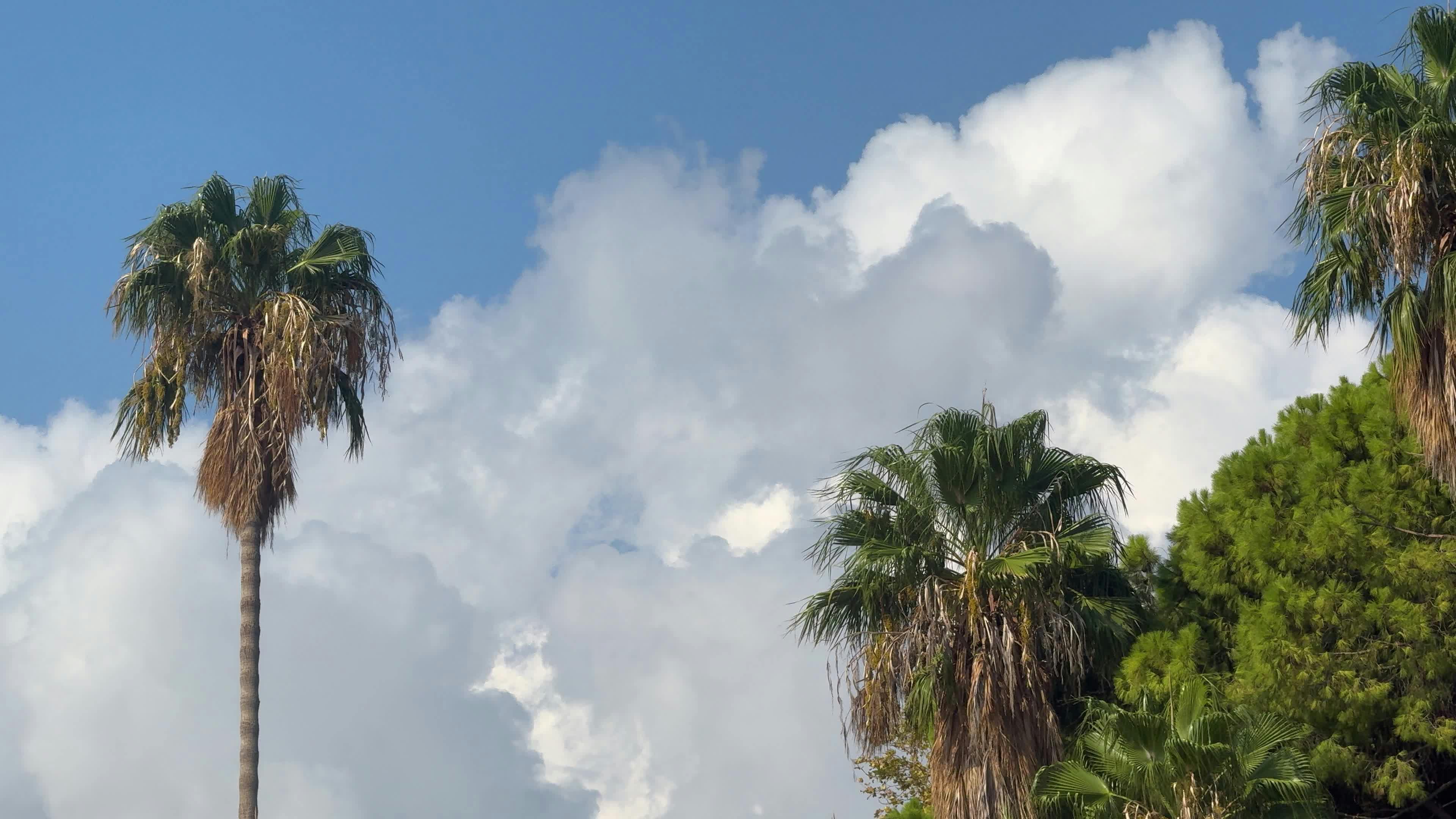 beautiful palm tree and cloudy sky Free Stock Video Footage, Royalty ...