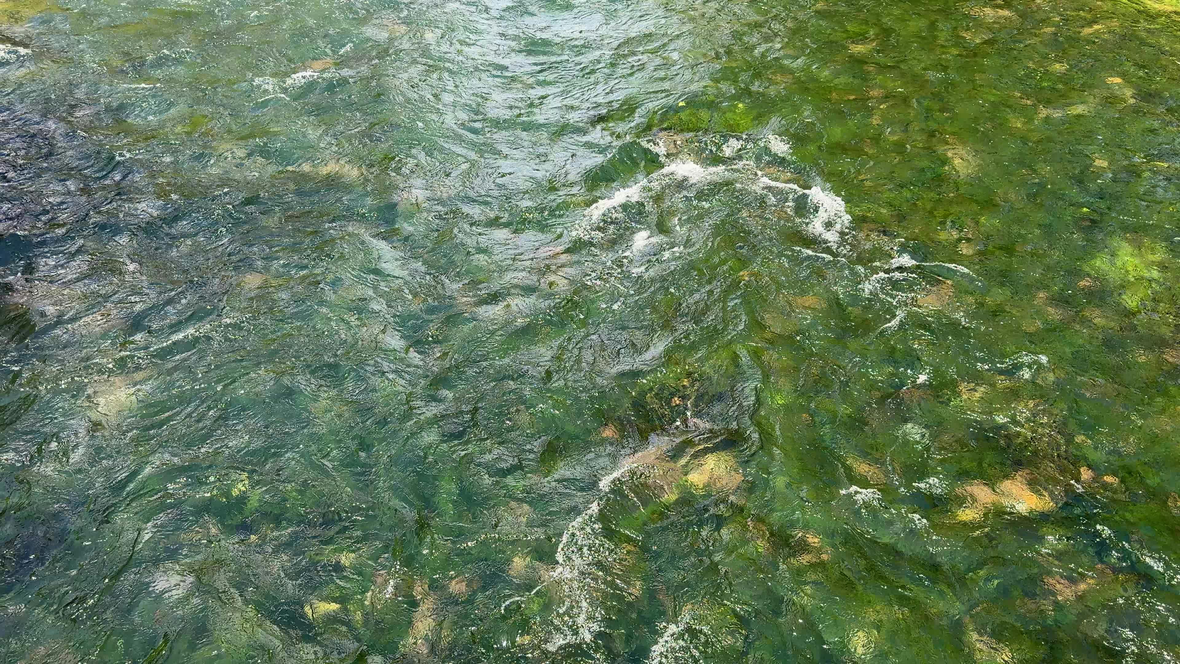 Wild Backgrounds Videos, Download The BEST Free 4k Stock Video Footage ...