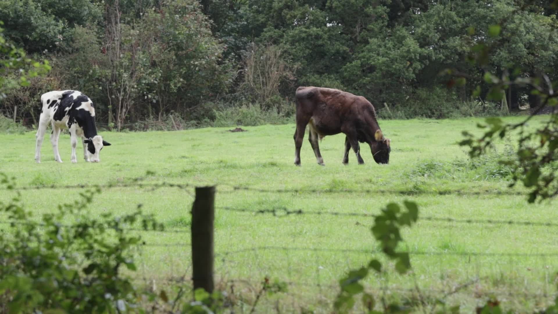 Ayrshire Cow Videos, Download The BEST Free 4k Stock Video Footage ...