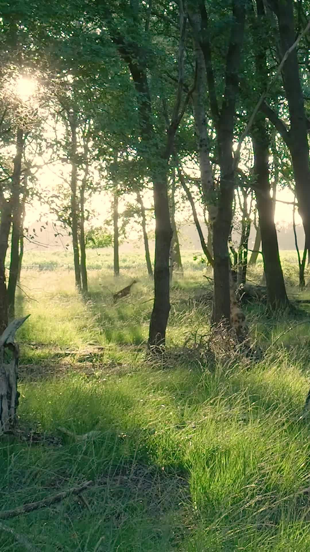 Deer running through a forest during sunset Free Stock Video Footage ...