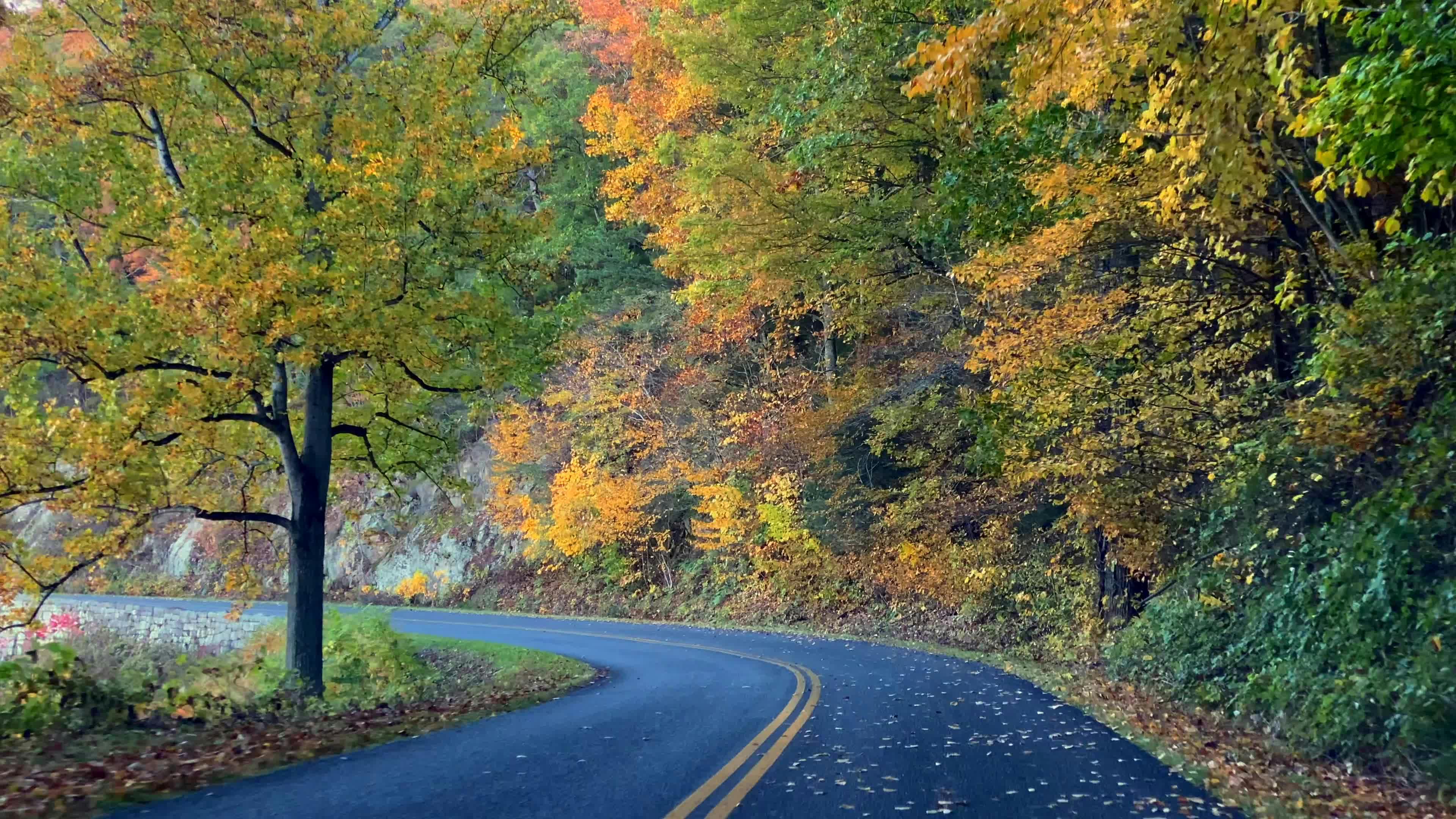 Autumn Season Free Stock Video Footage, Royalty-Free 4K & HD Video Clip