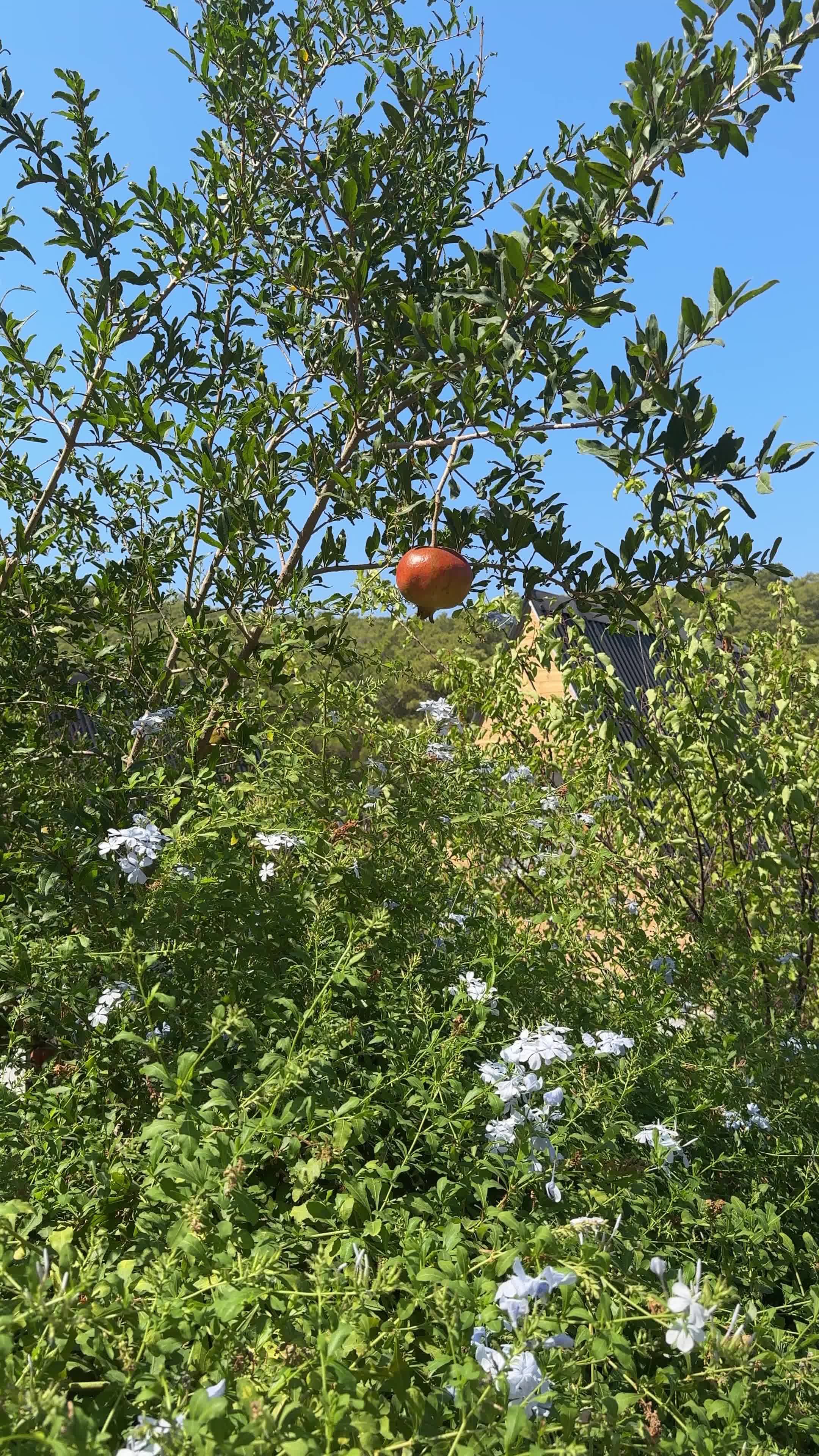 beautiful pomegranate tree in the garden Free Stock Video Footage ...