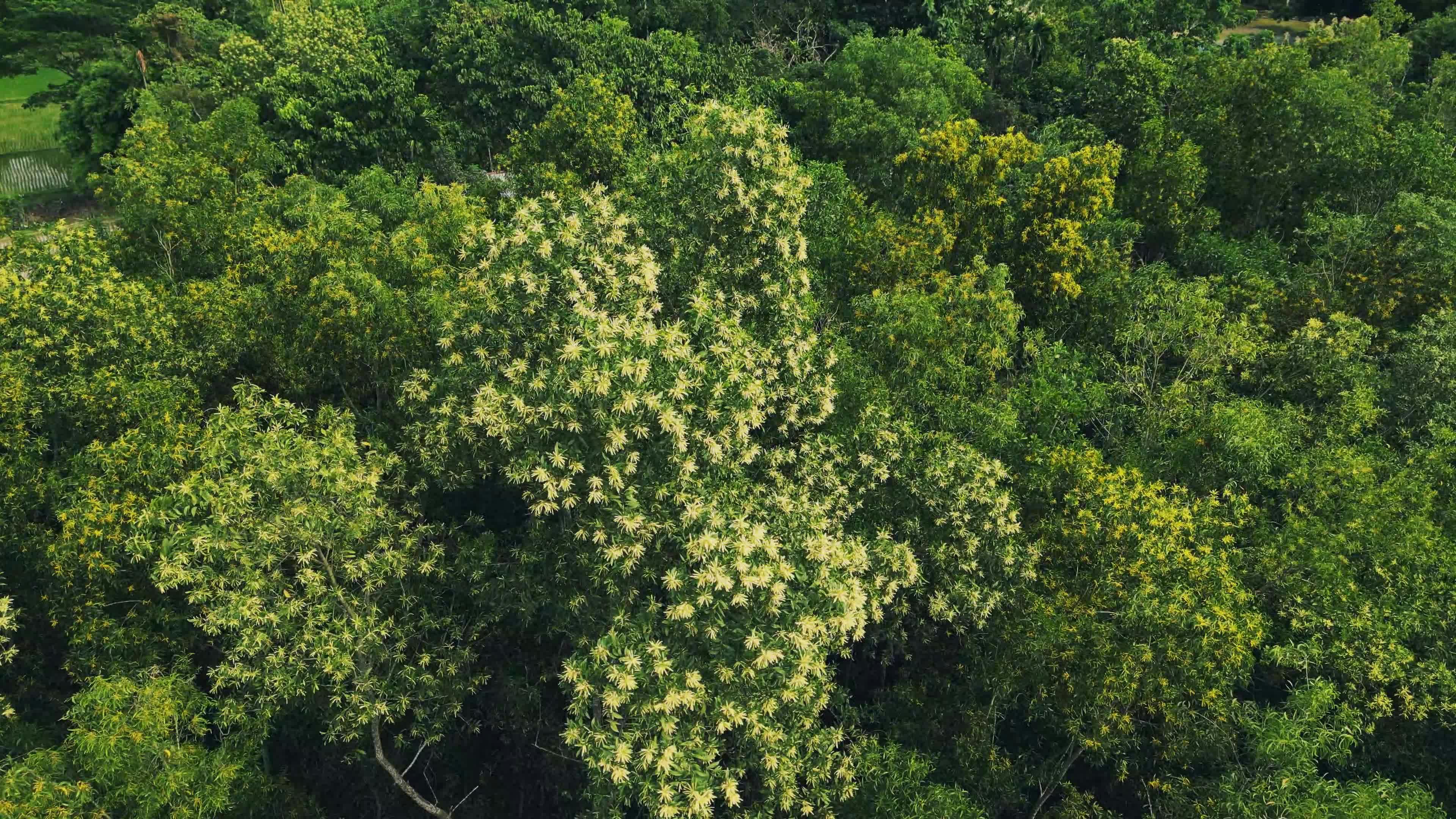 Drone Footage Of Trees Videos, Download The BEST Free 4k Stock Video ...