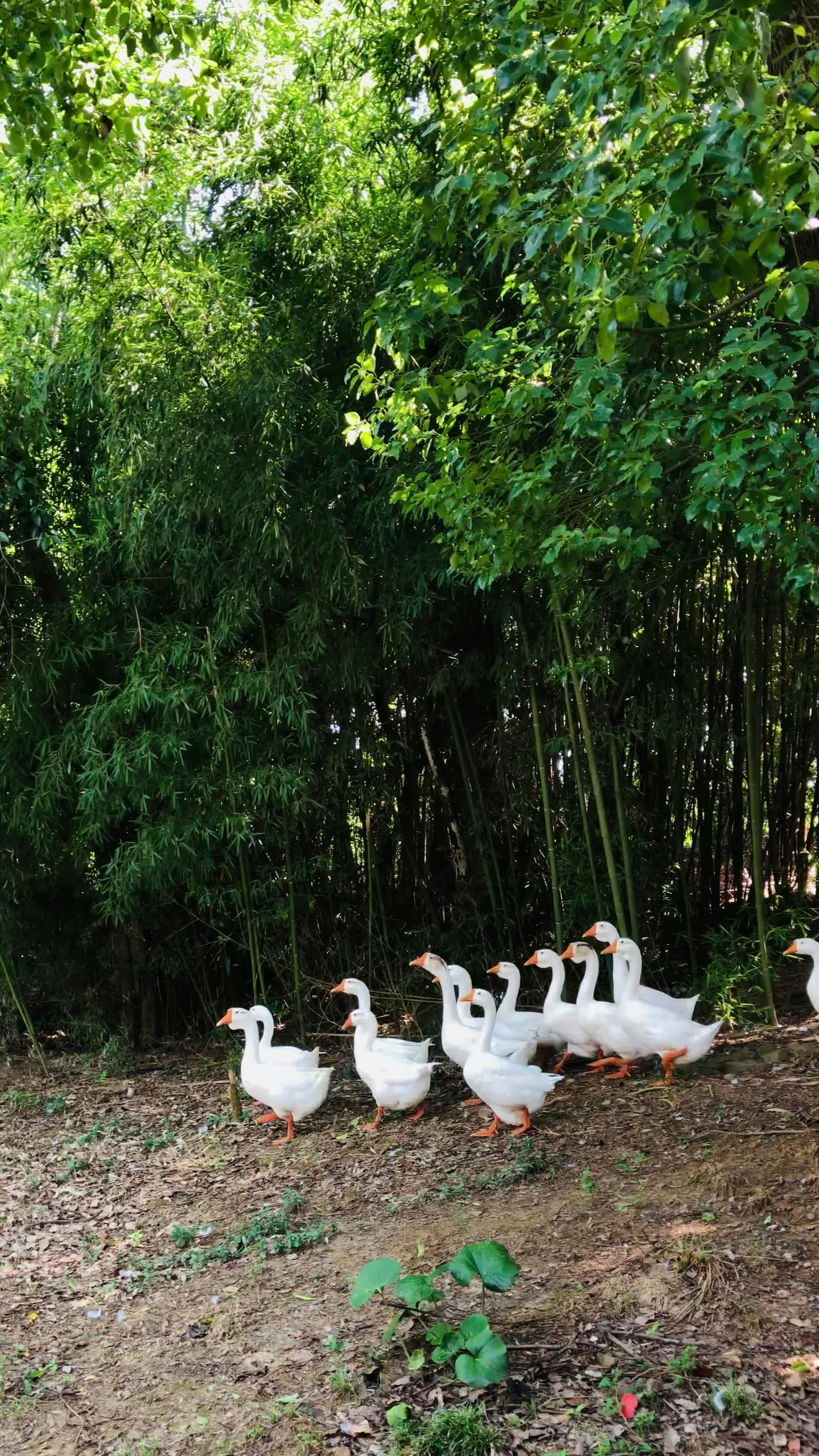 People and dogs on the shore of Shijiu Lake in Nanjing in early autumn ...