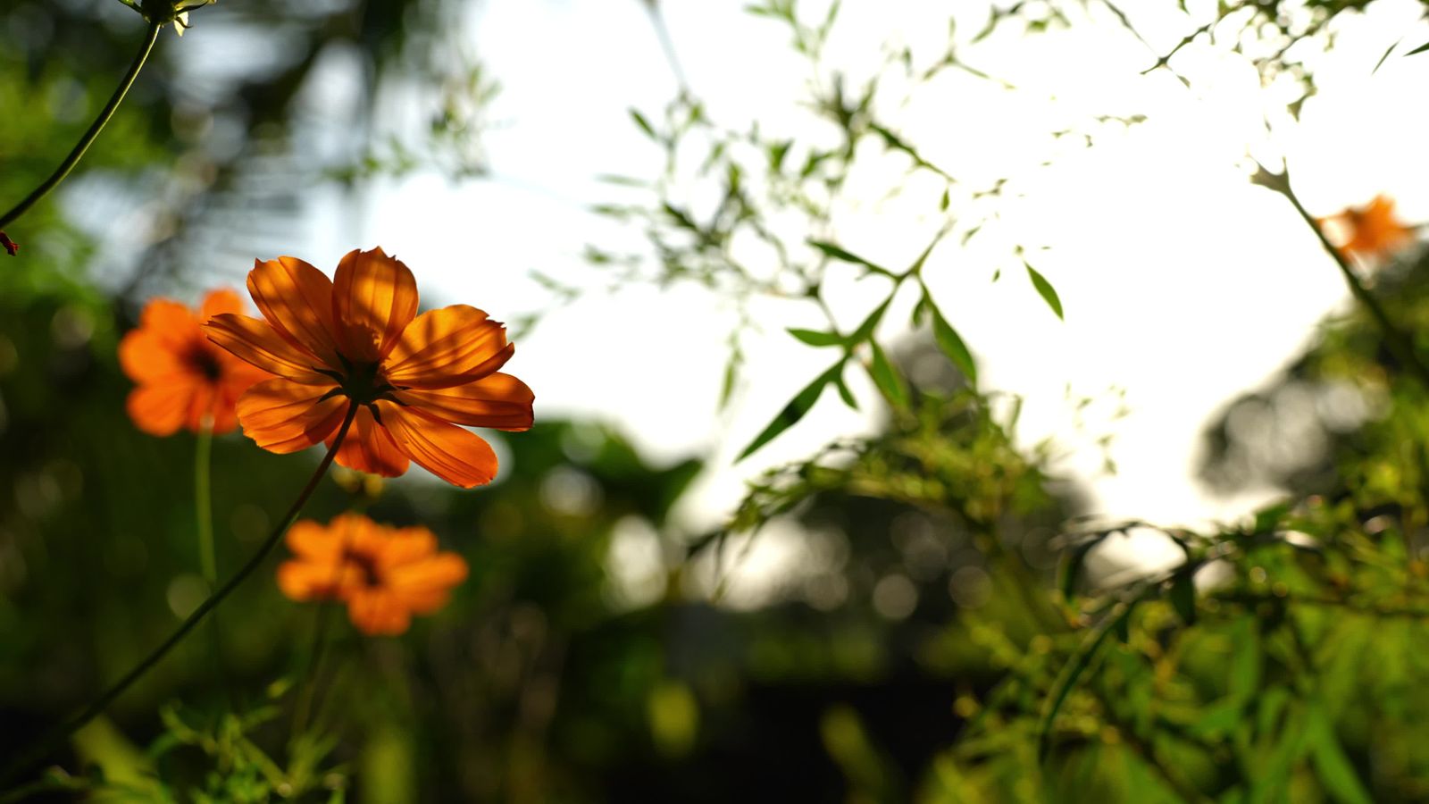 Flowers Videos, Download The BEST Free 4k Stock Video Footage & Flowers ...