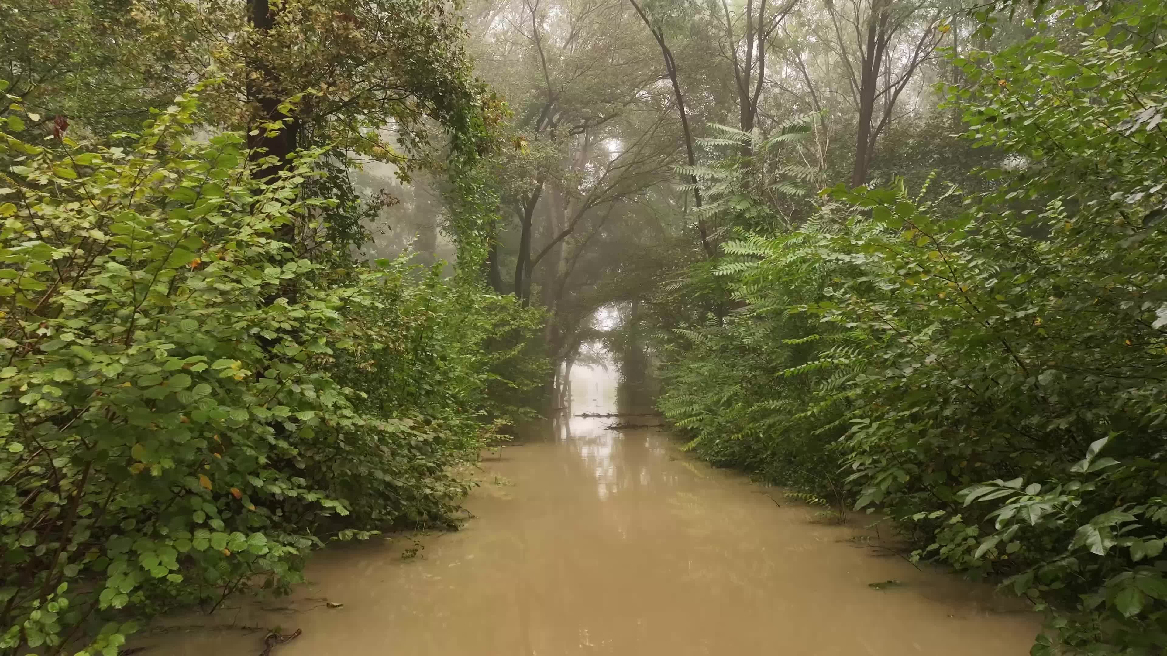Bosque Inundado Con árboles Y Agua. · Vídeo de stock gratuito
