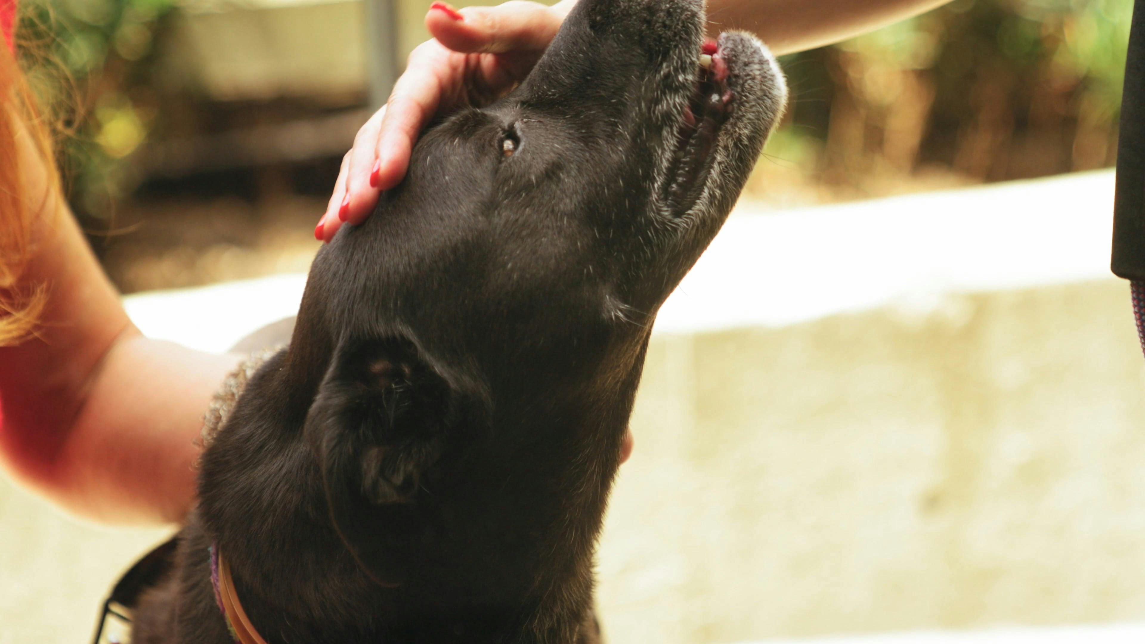 Brown Dog Running Free Free Stock Video Footage, Royalty-Free 4K & HD ...