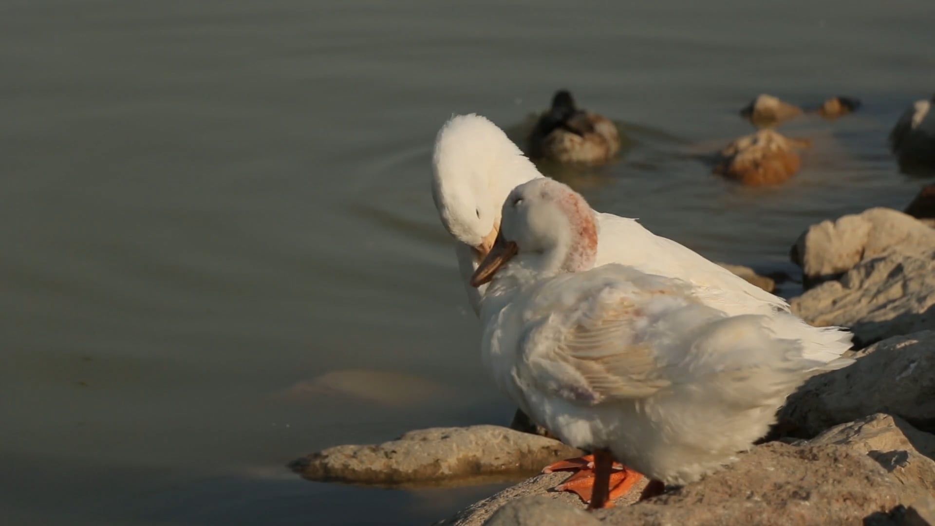 Wild Ducks Grooming Their Feathers While Resting On The Rocks At The ...