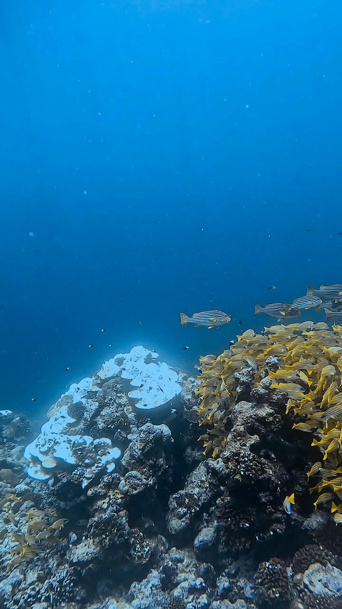 H2o Fish Videos, Download The BEST Free 4k Stock Video Footage & H2o ...