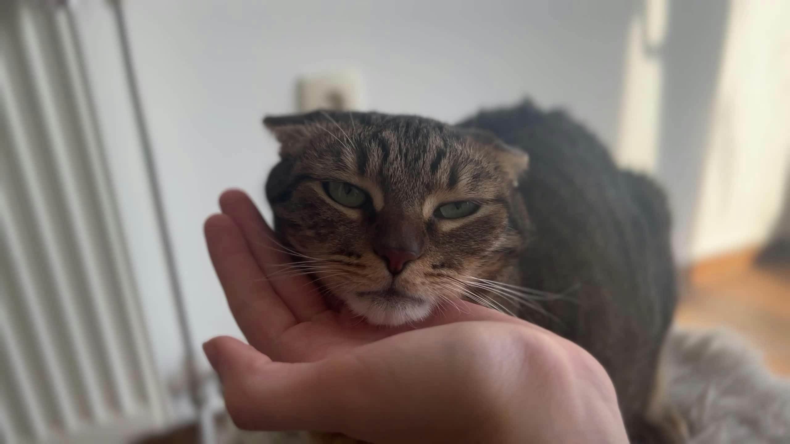 Cat Help Videos, Download The BEST Free 4k Stock Video Footage & Cat ...