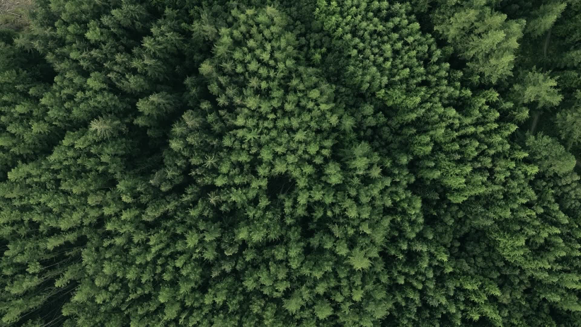 Drone Shot Of Forest Free Stock Video Footage, Royalty-Free 4K & HD ...