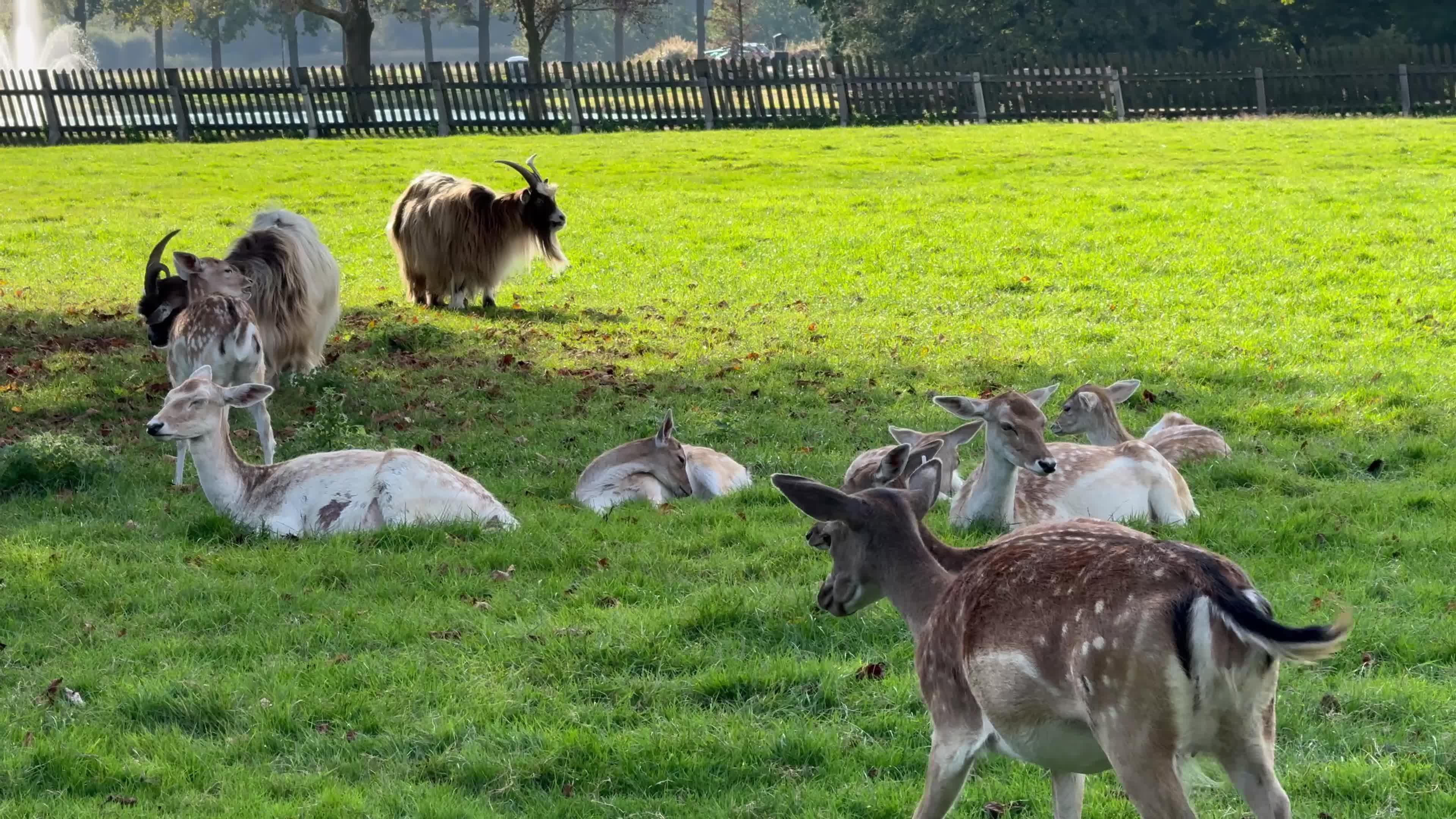 Ciervos Y Cabras Pastando Pacíficamente En Un Prado · Vídeo de stock ...