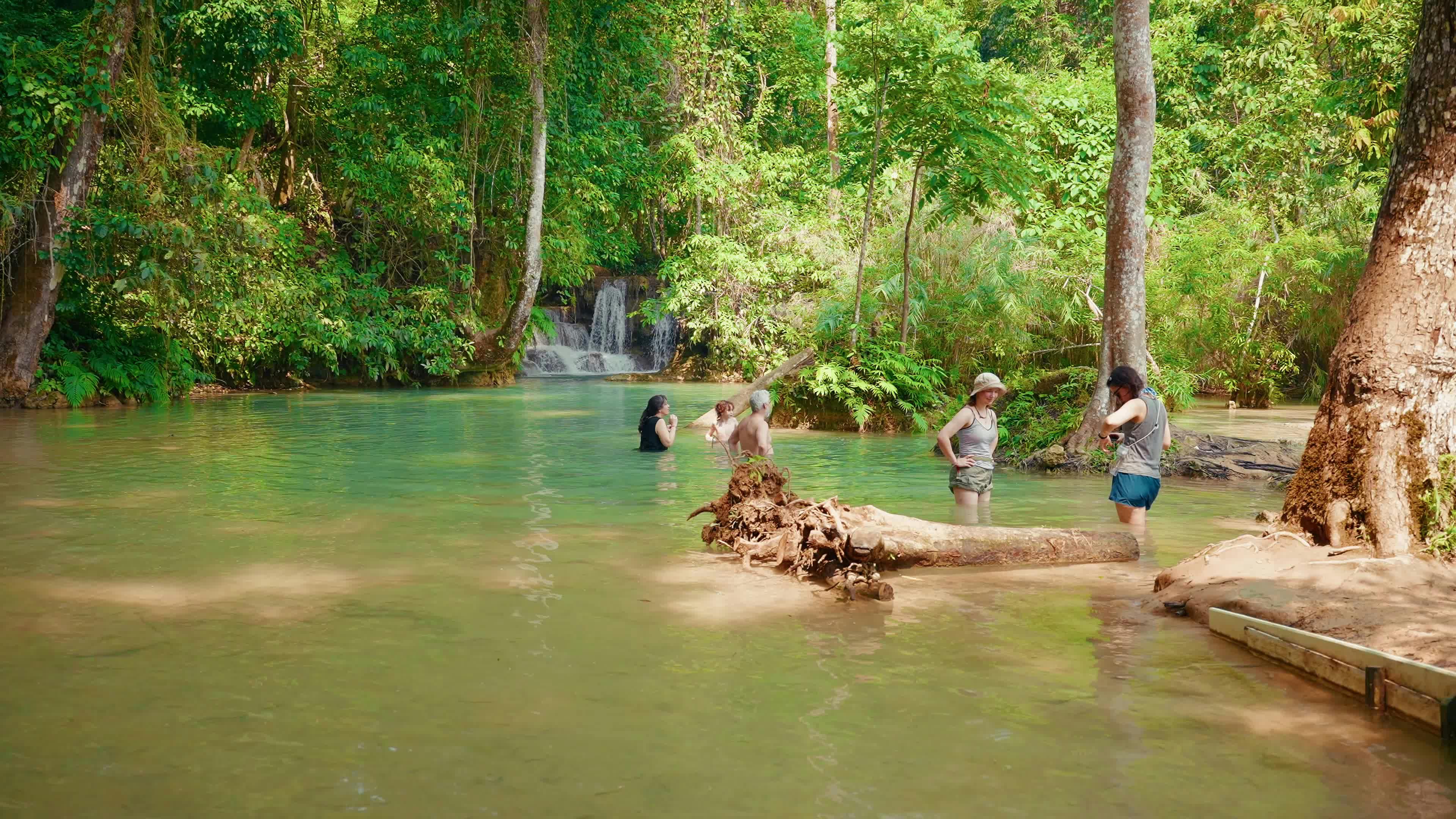 Foreign Forests Videos, Download The BEST Free 4k Stock Video Footage ...