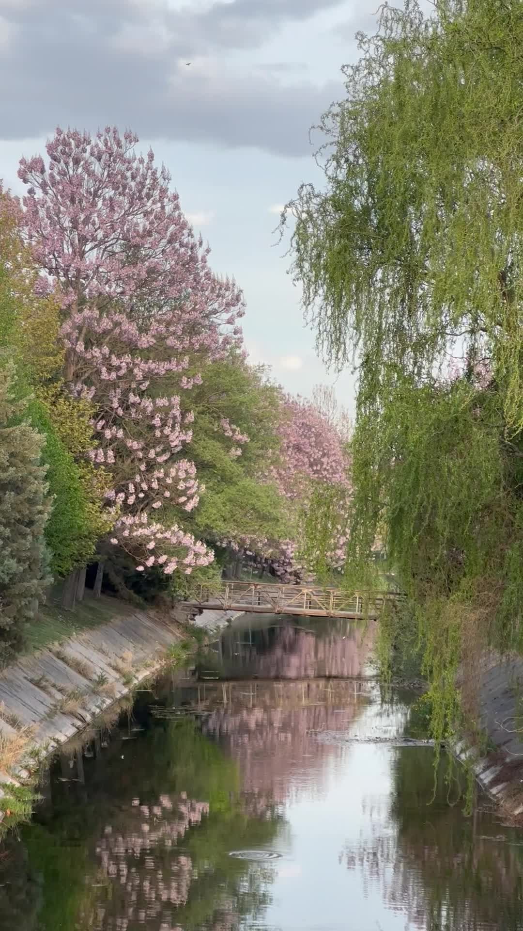 Scenic Riverside Blossom in Halifax Springtime Free Stock Video Footage ...