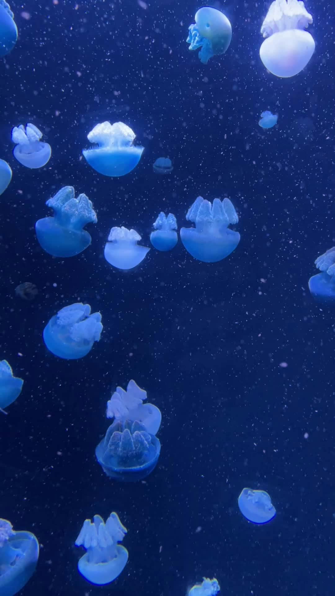 Vidéo gratuite de à couper le souffle, apaisant, aquarelle, aquarium ...