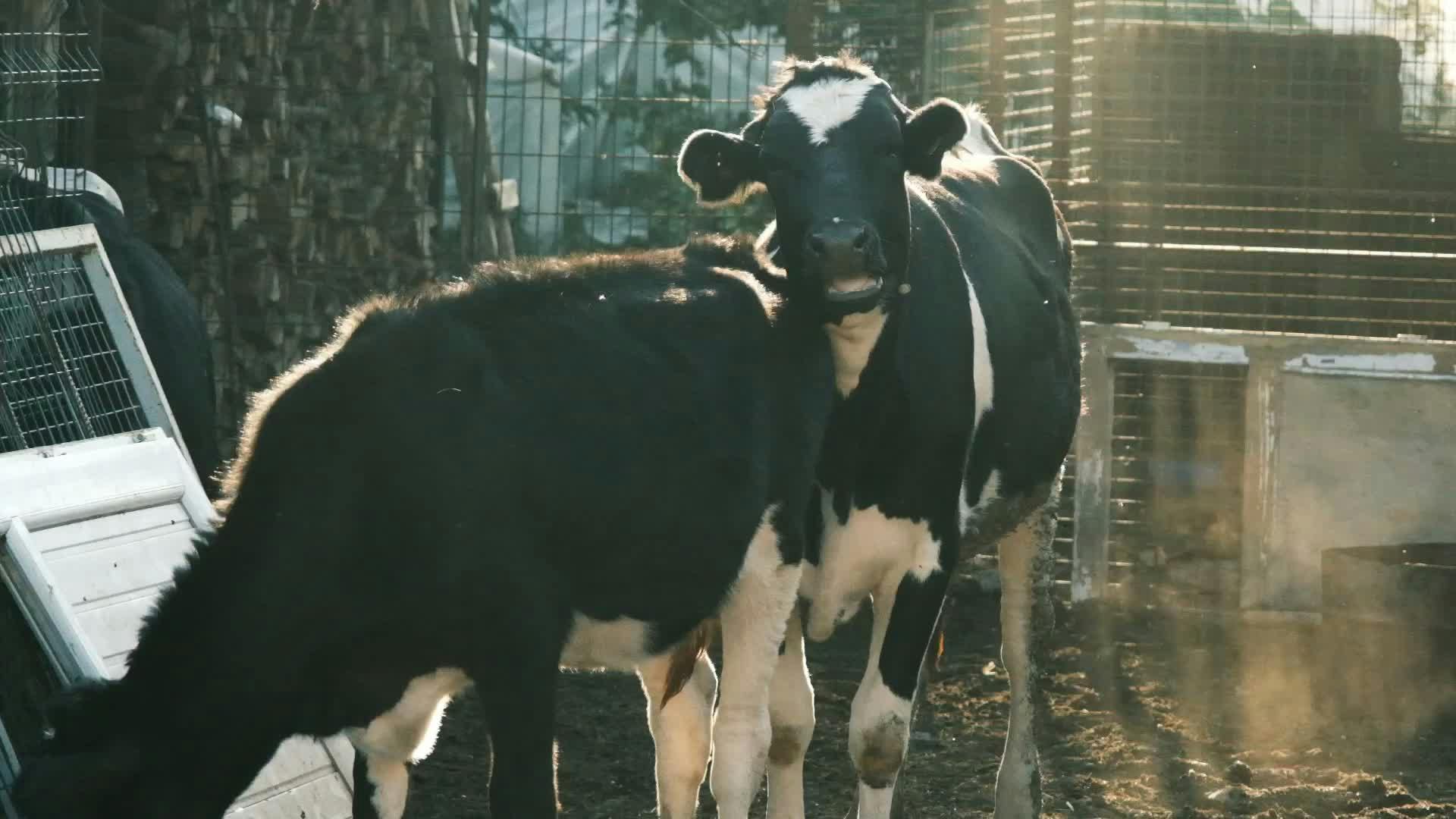 Barn Farm Cows Videos, Download The BEST Free 4k Stock Video Footage ...
