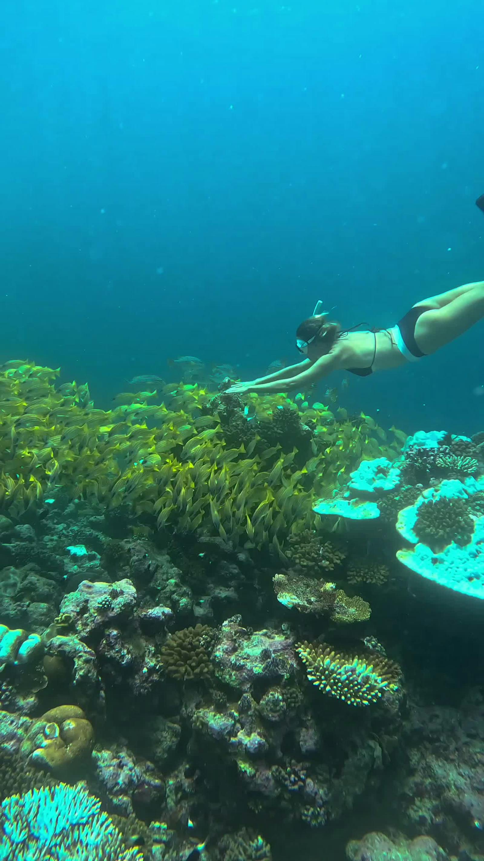 Fatty Fish Videos, Download The BEST Free 4k Stock Video Footage ...