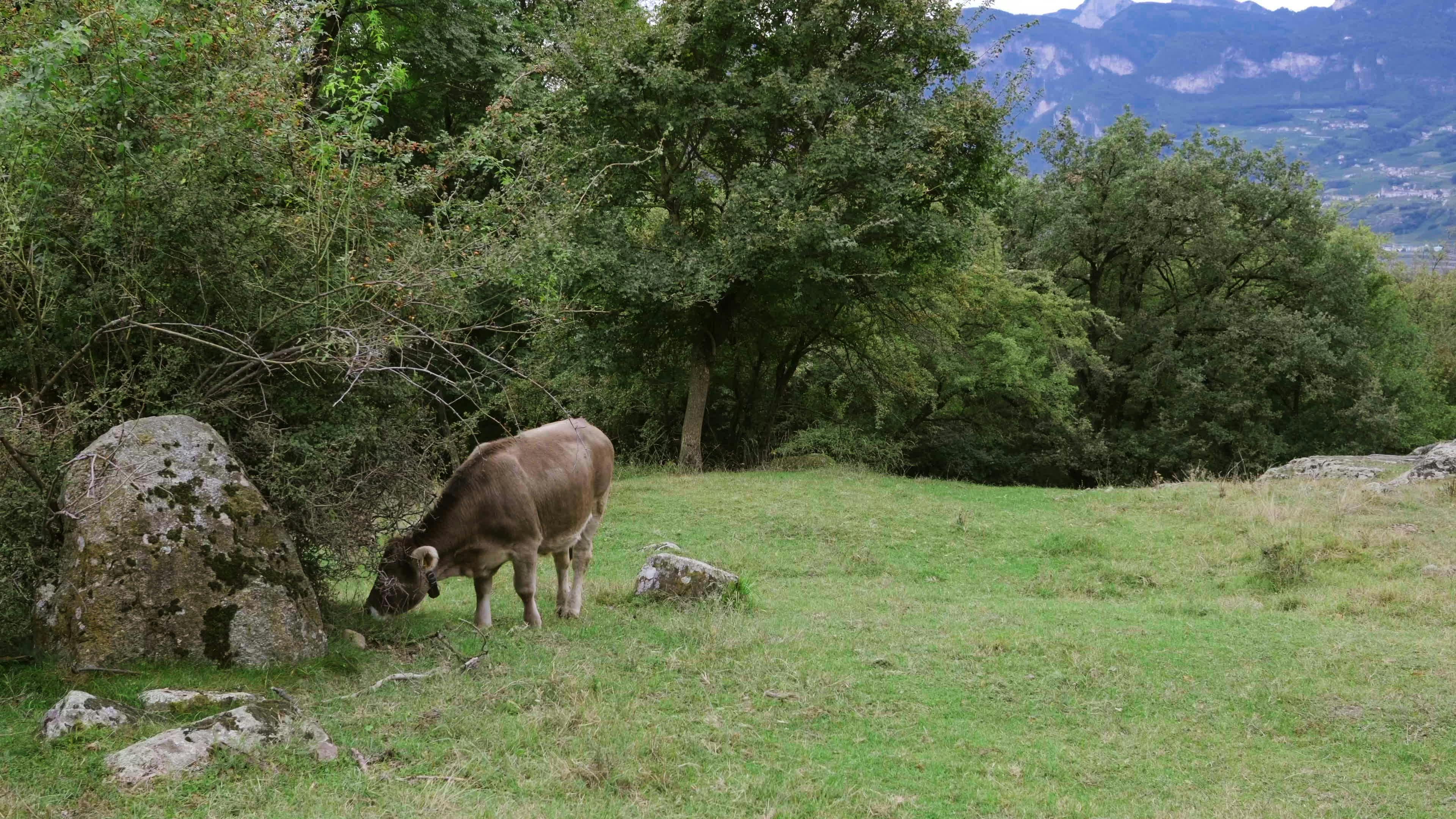 Arabian Cow Videos, Download The BEST Free 4k Stock Video Footage ...