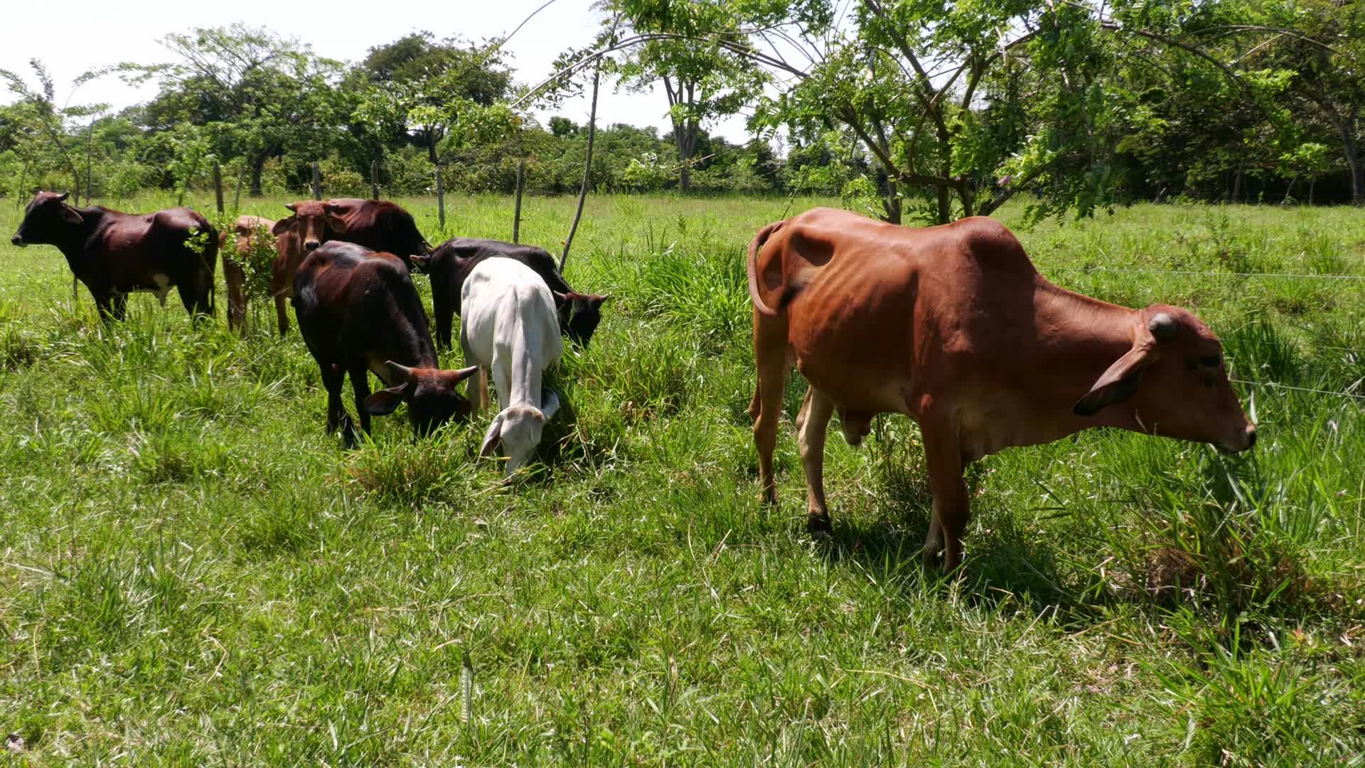 Cattle Breeds Videos, Download The BEST Free 4k Stock Video Footage ...