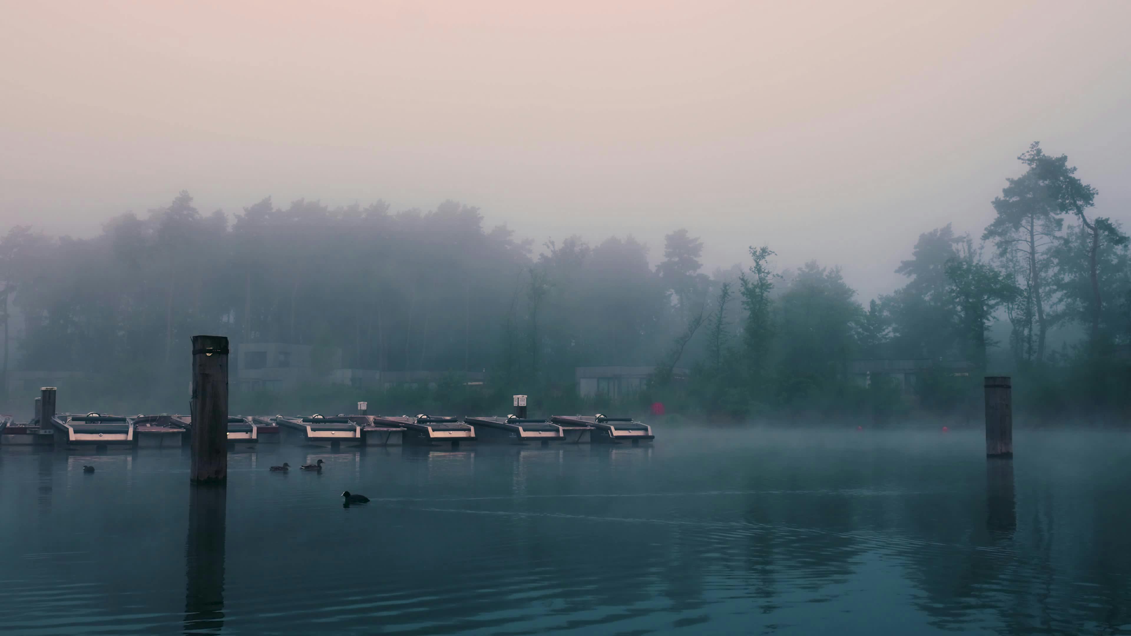 Misty Lake Scene with Calm Waters and Forest Free Stock Video Footage ...