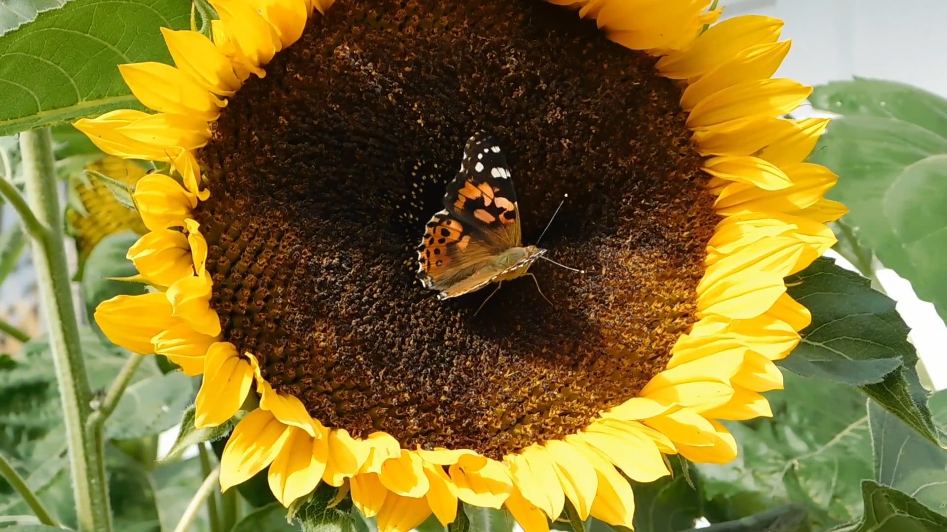 A Butterfly On A Sunflower · Free Stock Video