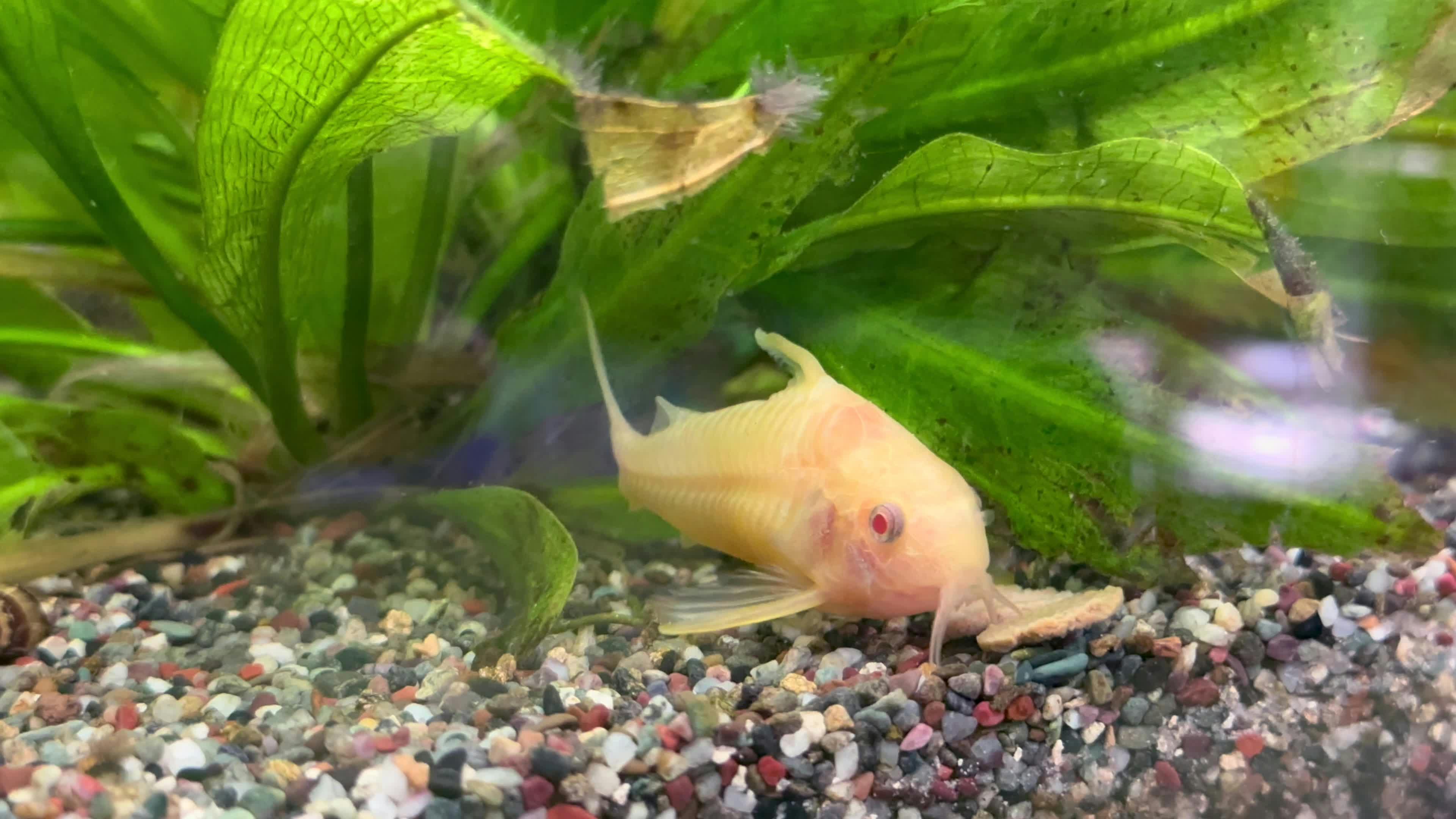 Albino Catfish in Aquarium with Green Plants Free Stock Video Footage ...