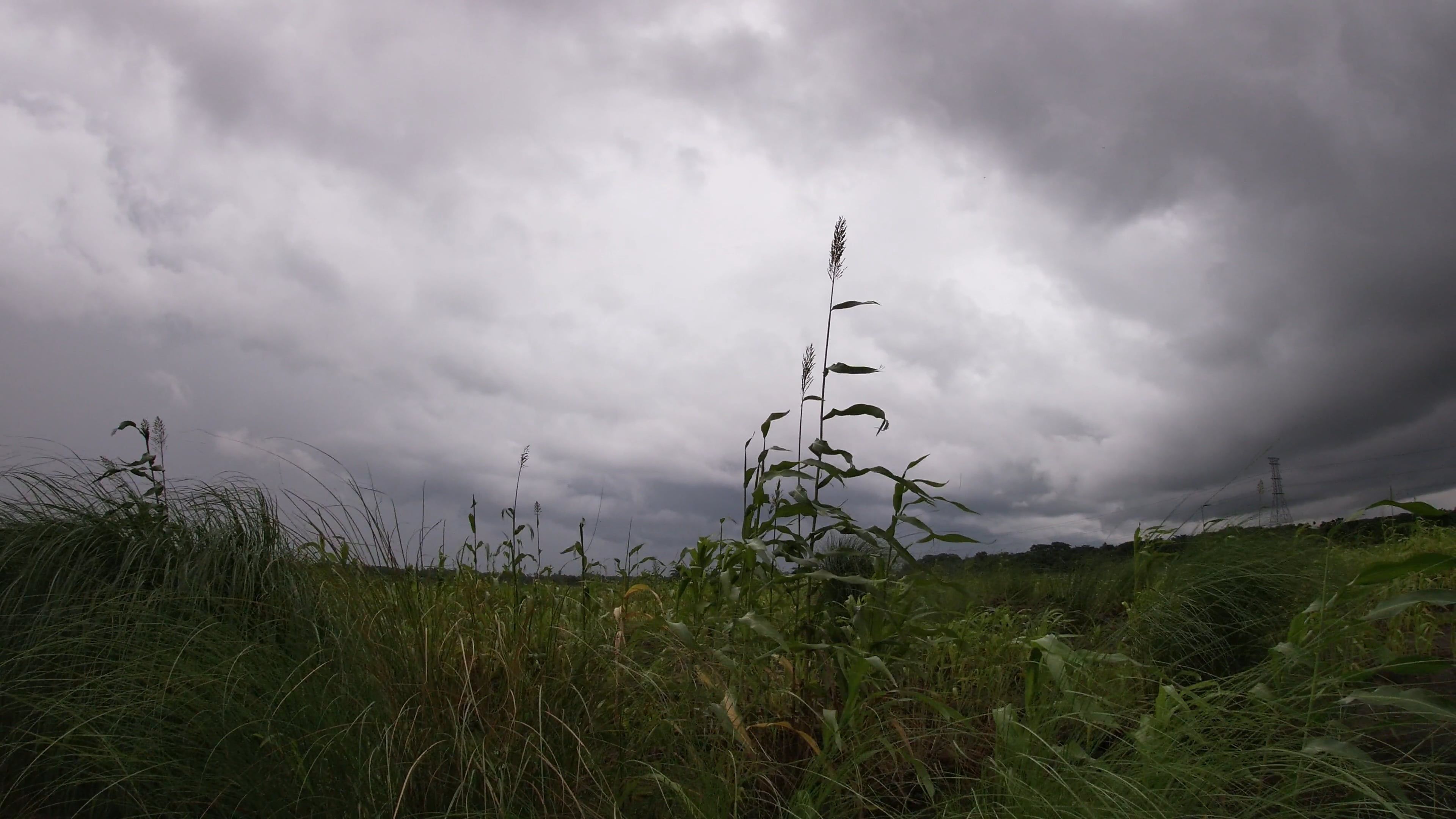 A Windy Day Under Gray Sky · Free Stock Video
