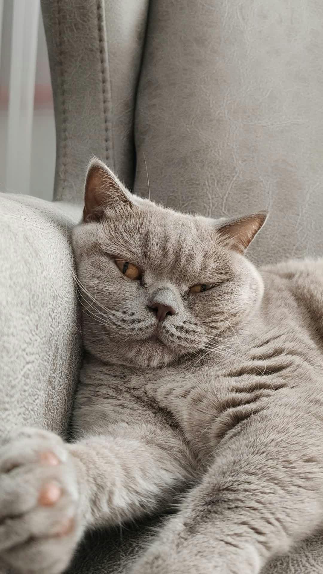 Chin Chi แมวคูนหลักผสม Videos, Download The BEST Free 4k Stock Video ...