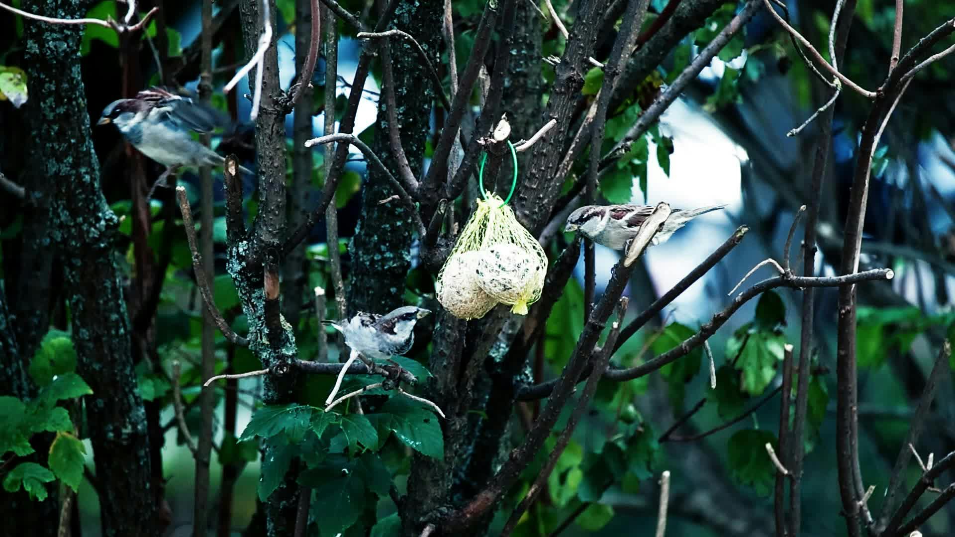 Sparrows Feeding on Hanging Bird Feeder in Tree Free Stock Video ...