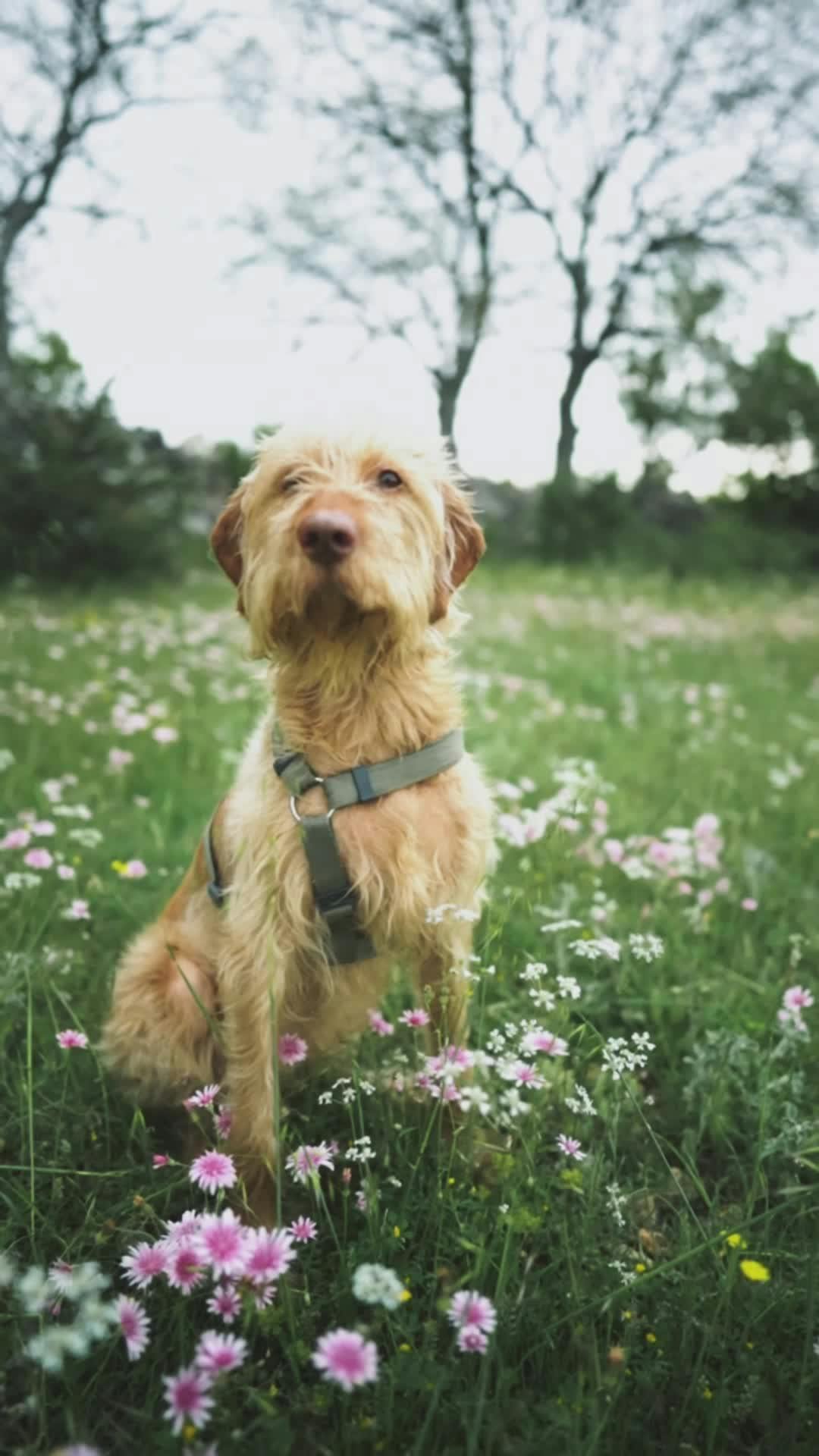 Golden Terrier in Blooming Meadow Free Stock Video Footage, Royalty ...