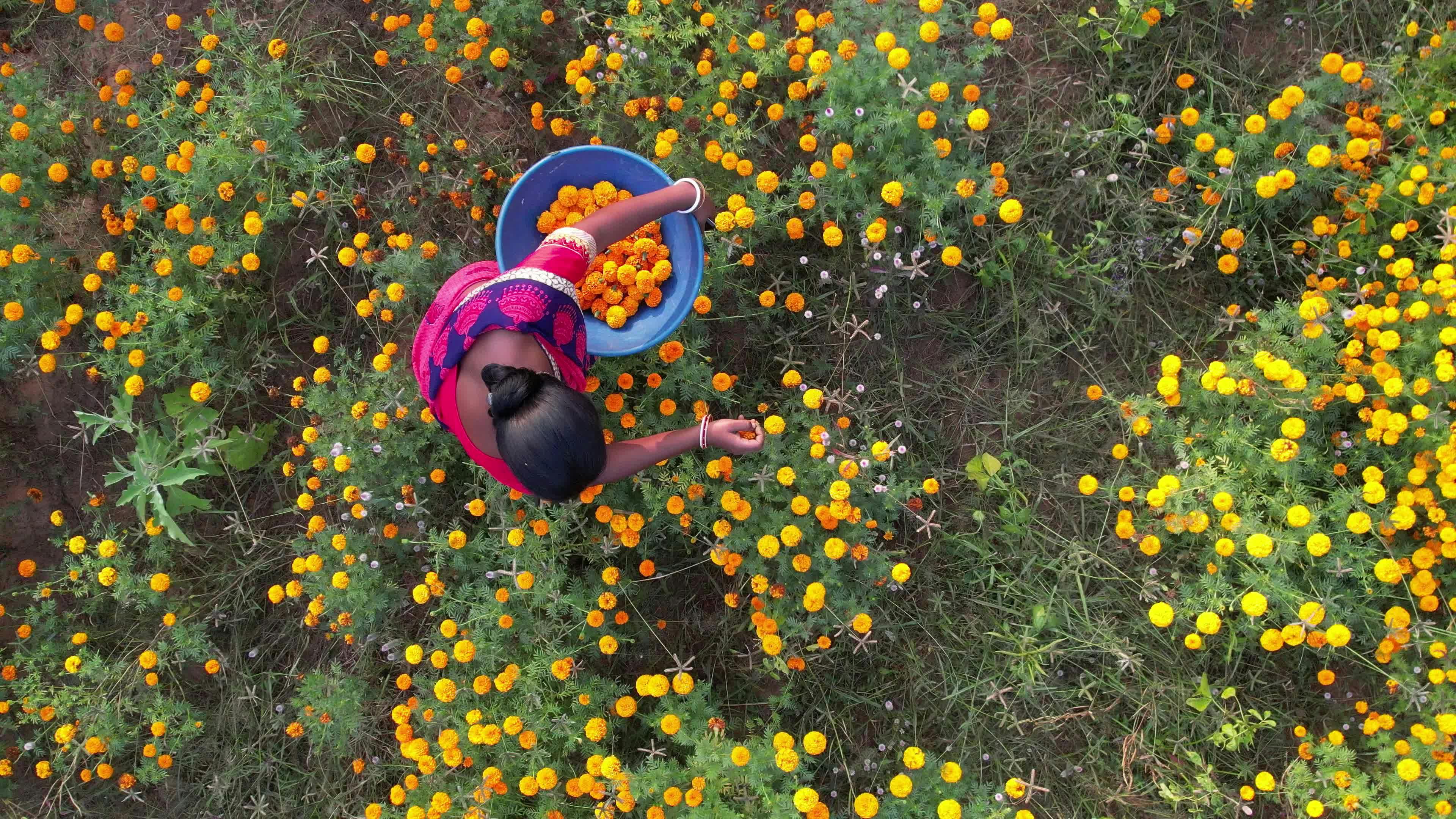 Bird's-eye View of Marigold Harvesting Free Stock Video Footage ...
