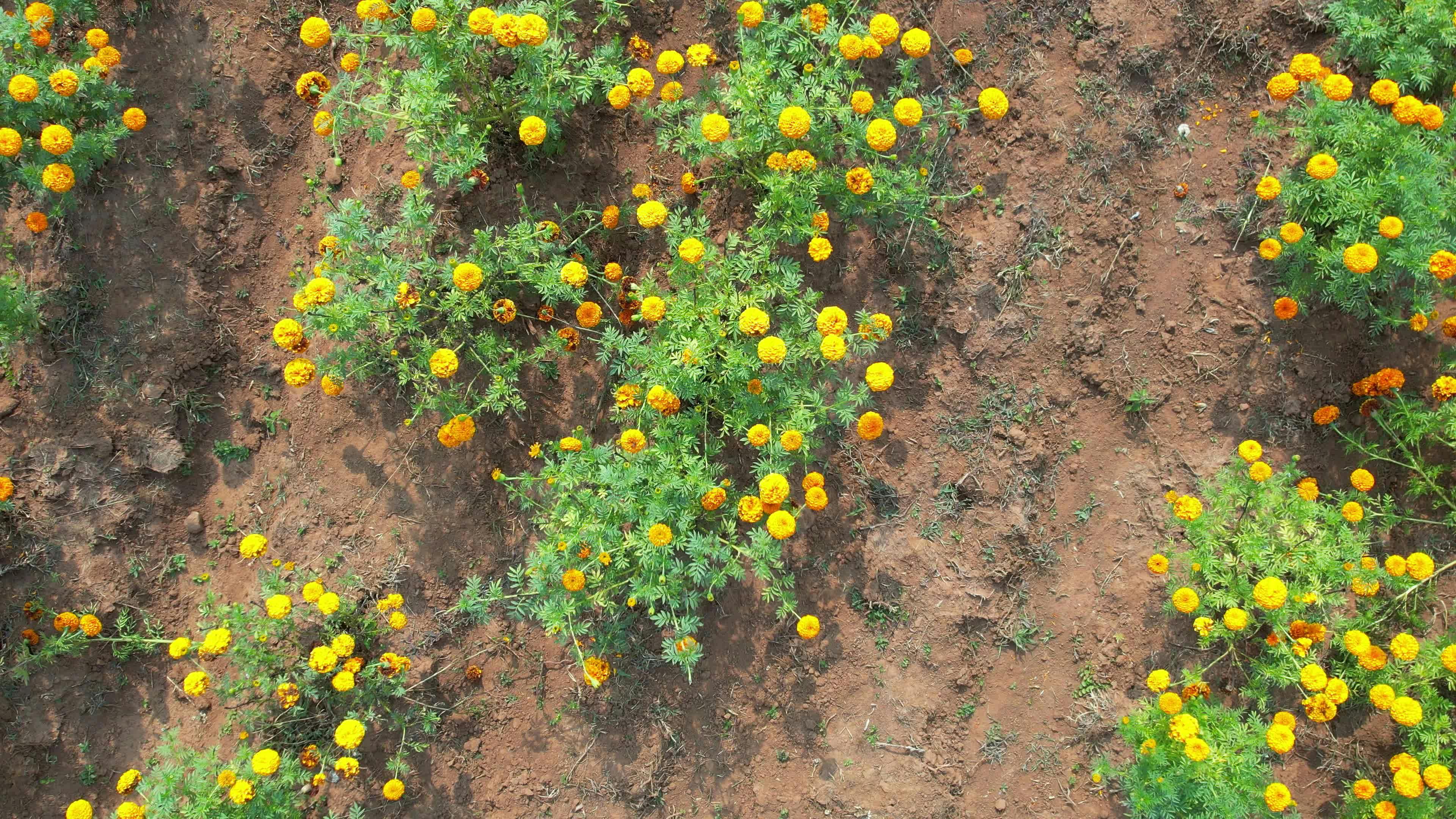 Amir Soil Videos, Download The BEST Free 4k Stock Video Footage & Amir Soil HD Video Clips