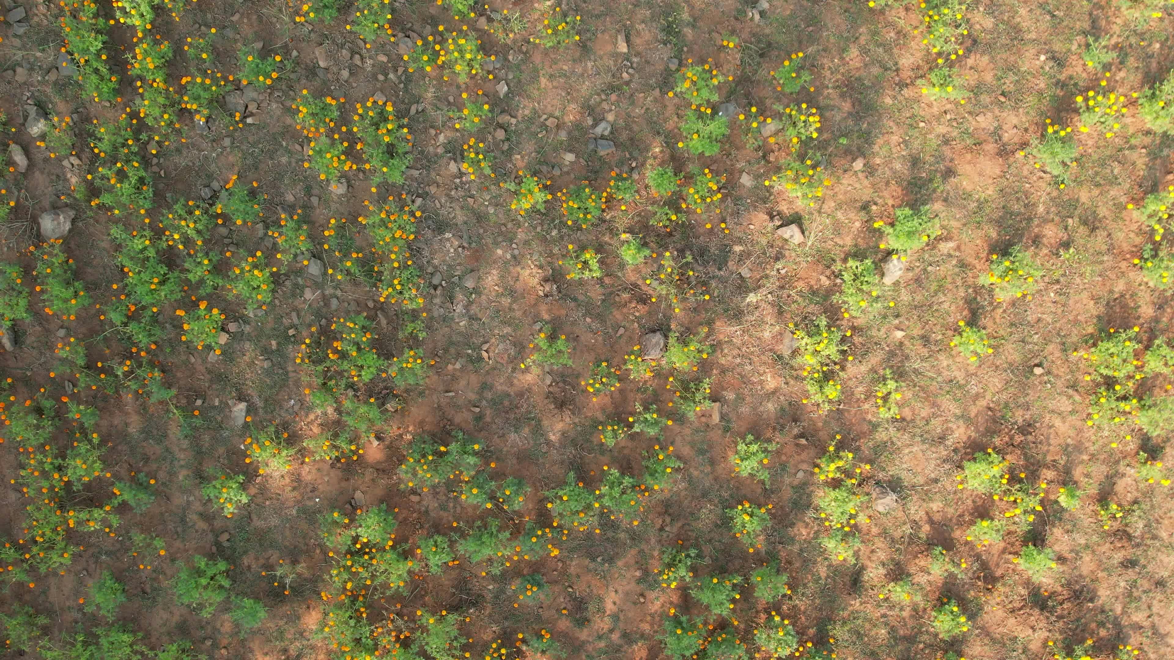 Soil Tablolari Videos, Download The BEST Free 4k Stock Video Footage & Soil Tablolari HD Video Clips