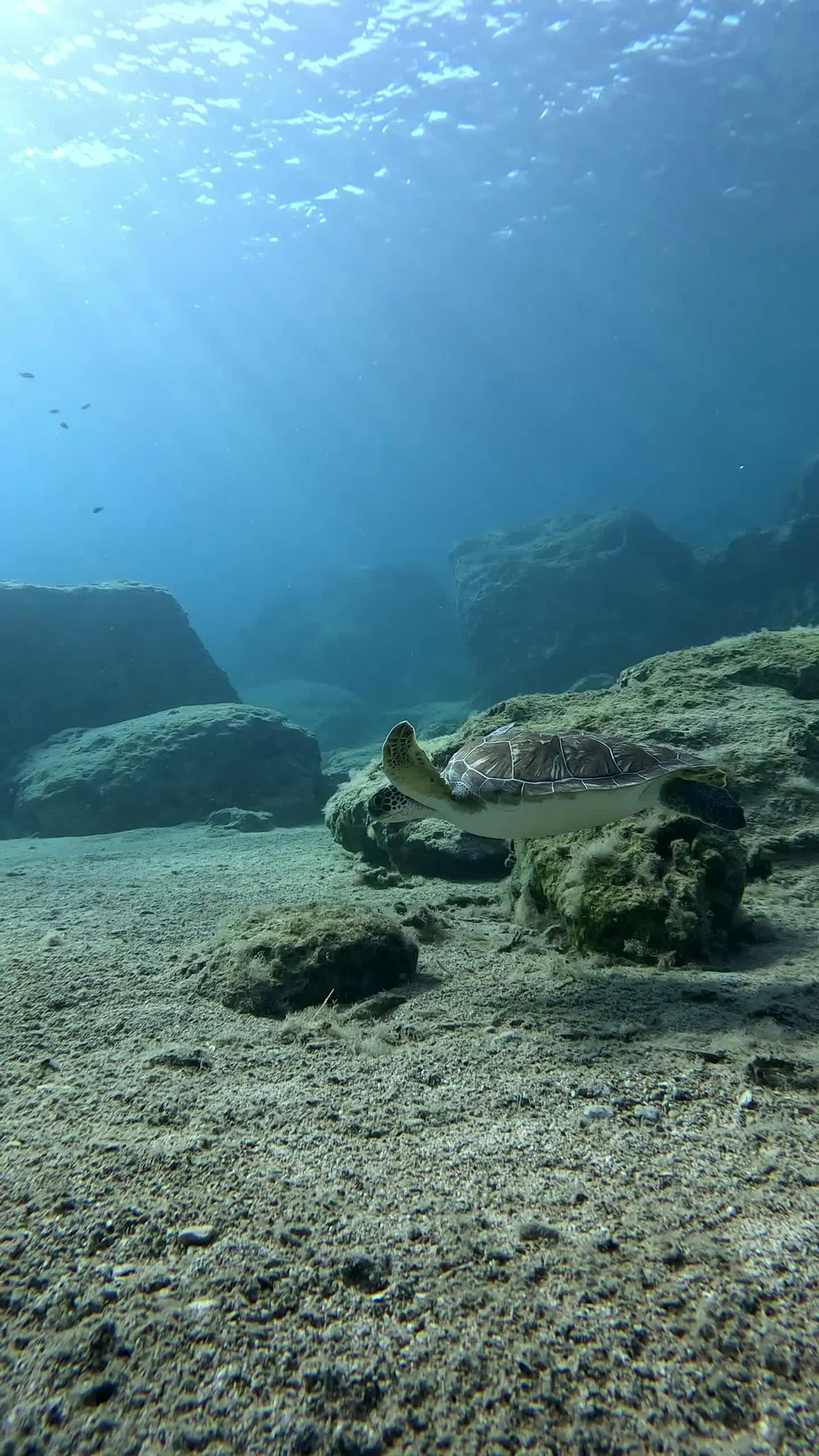 Ocean Life Videos, Download The BEST Free 4k Stock Video Footage ...