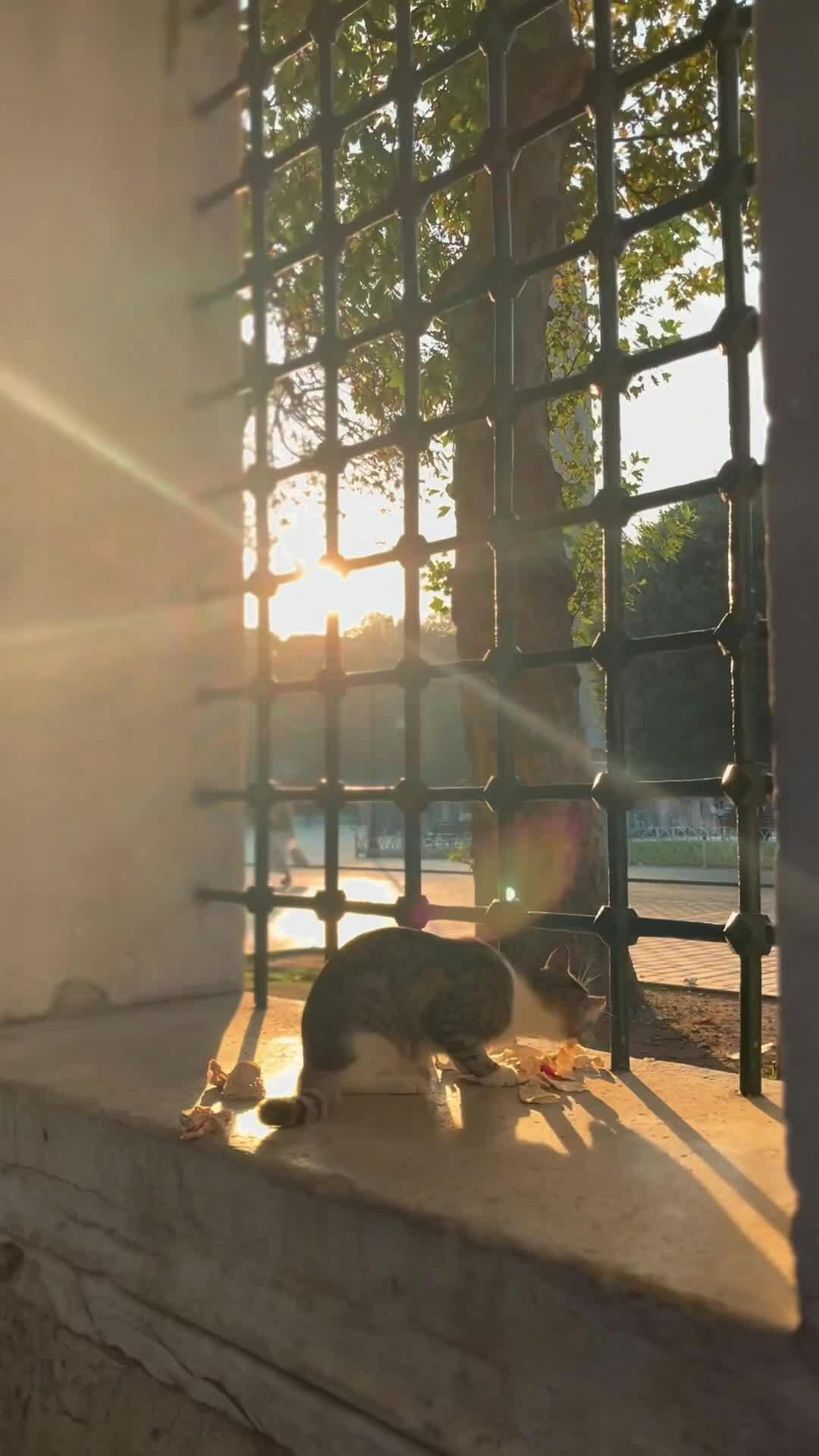 Shadow Cell Videos, Download The BEST Free 4k Stock Video Footage ...