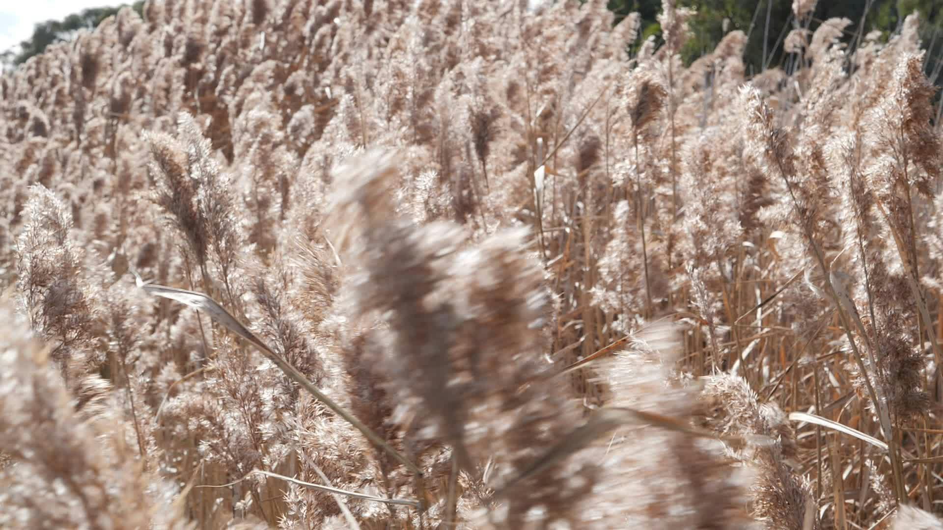 Husk Ice Videos, Download The BEST Free 4k Stock Video Footage & Husk ...