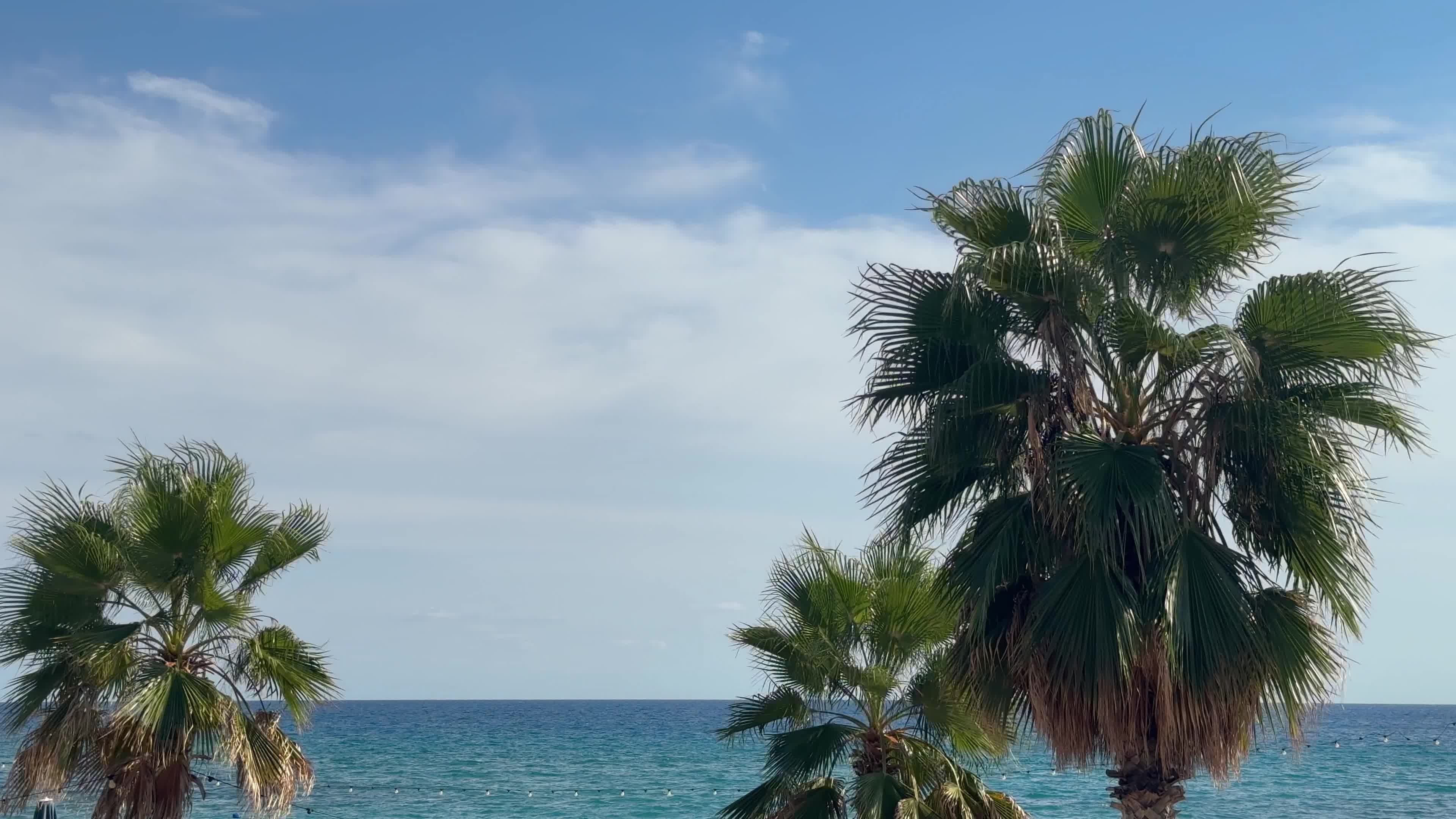 Palm Tree Breeze And Waves Zoom Backgrounds Videos, Download The BEST ...
