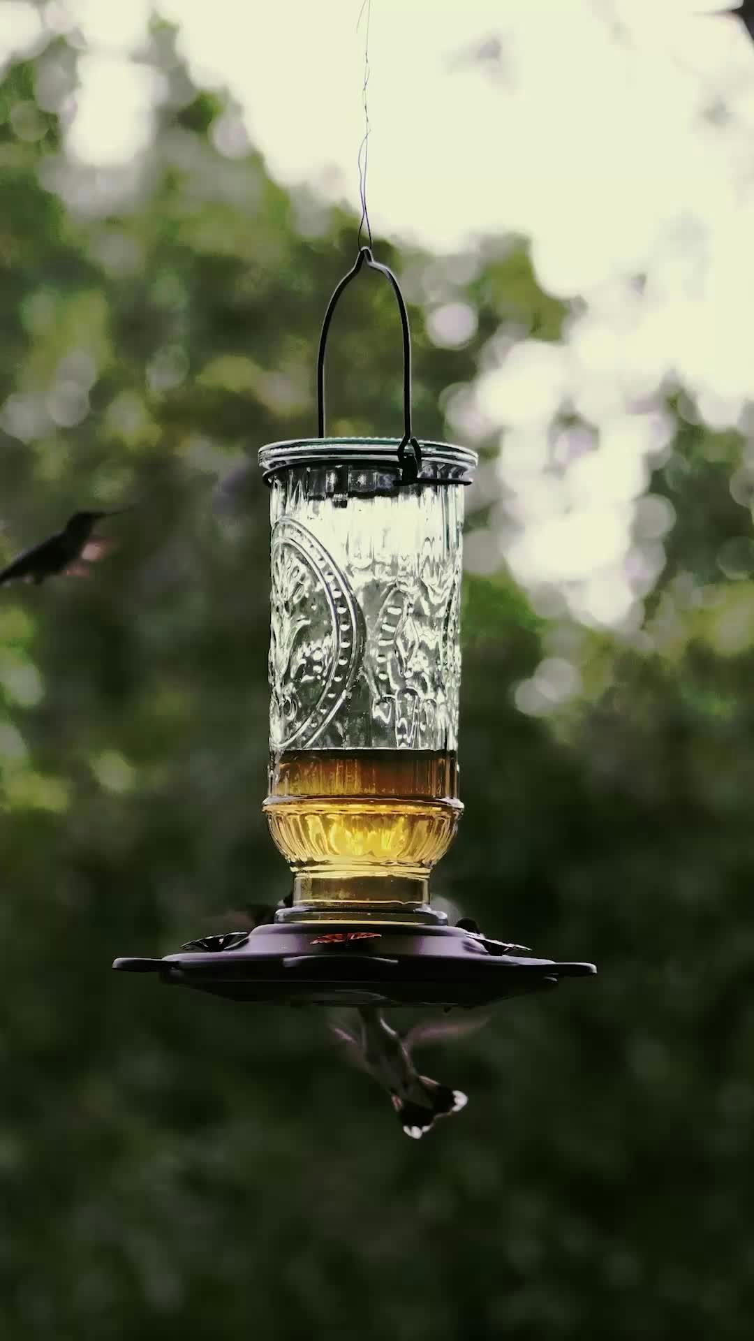 Flutter Videos, Download The BEST Free 4k Stock Video Footage & Flutter ...