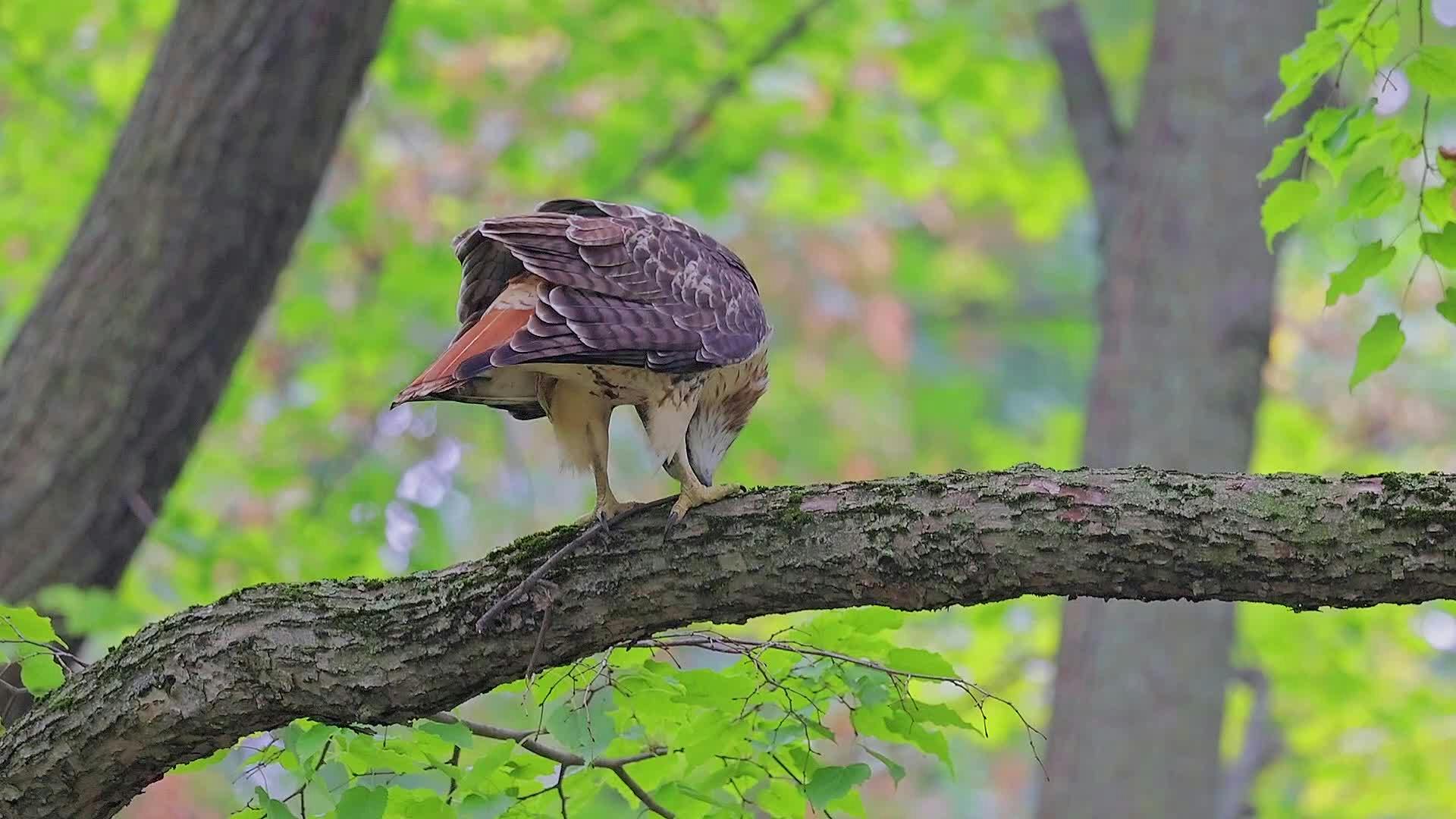 Red-Tailed Hawk Preening in Forest Free Stock Video Footage, Royalty ...