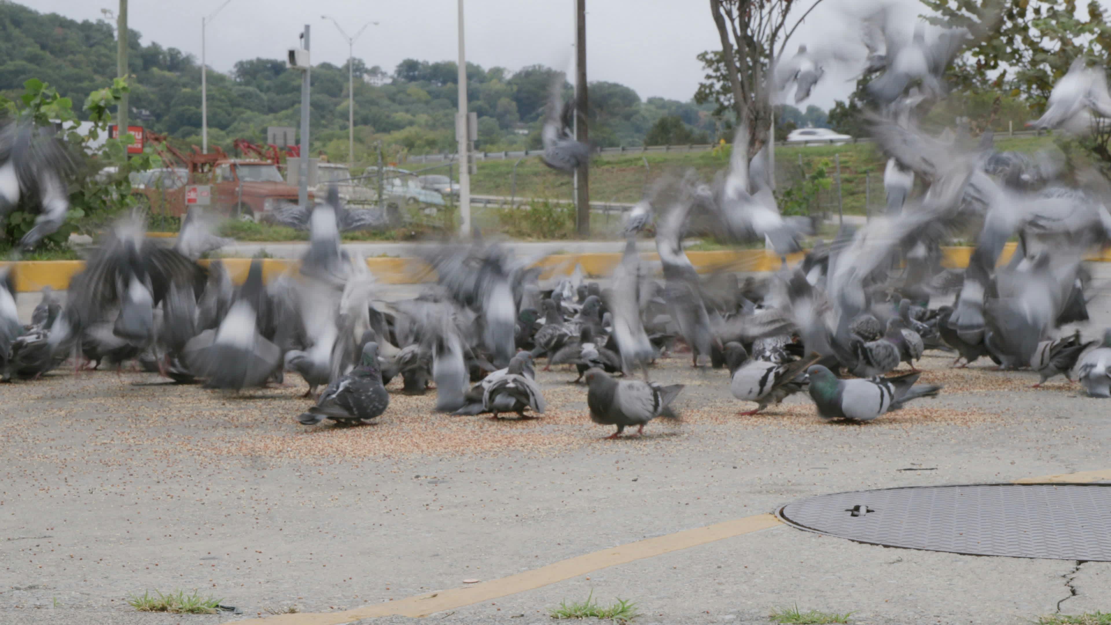 Pigeons Feeding on Pavement - Urban Wildlife Scene Free Stock Video ...