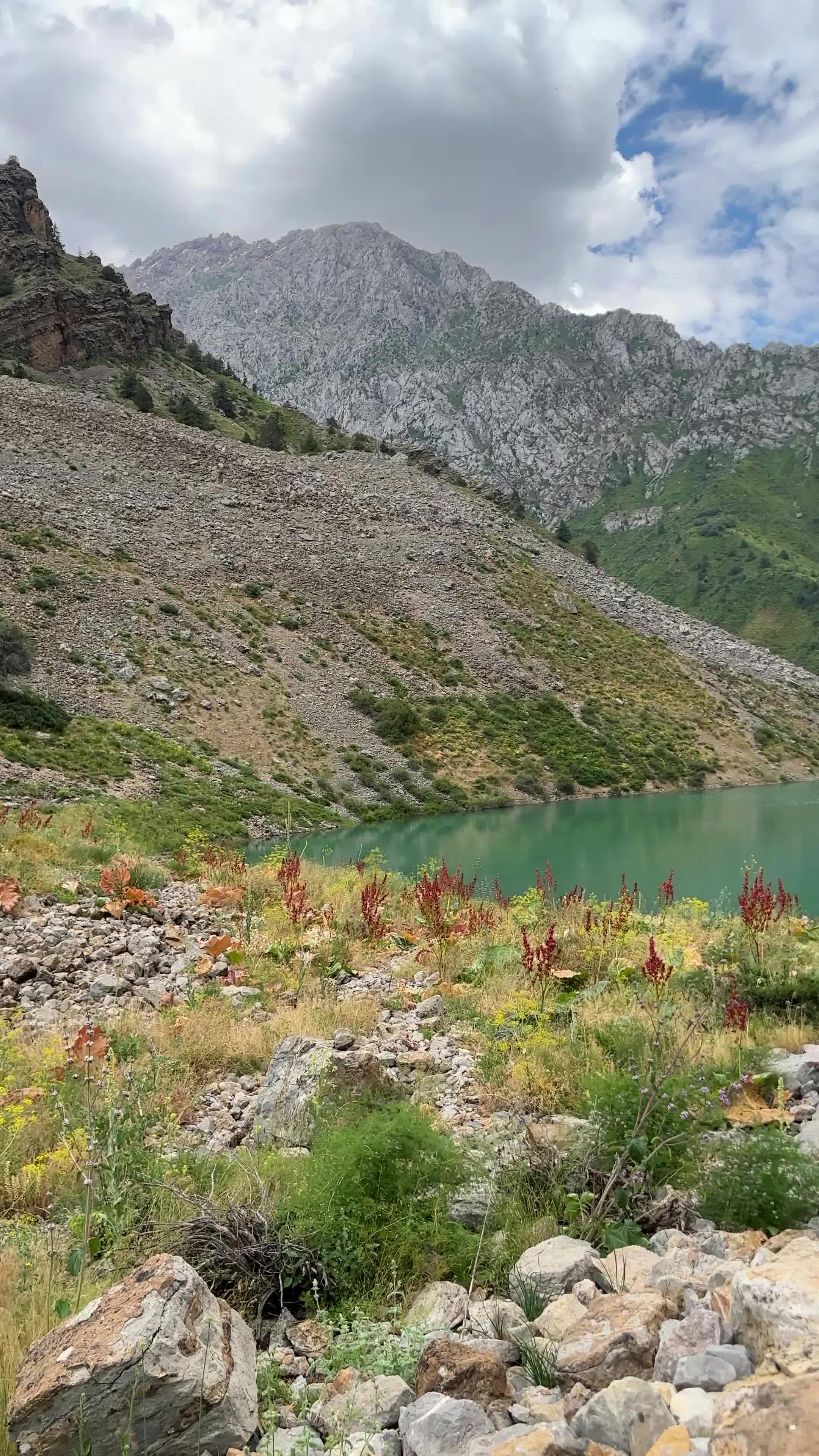 Alpine Snowpatch Herbfields Videos, Download The BEST Free 4k Stock ...