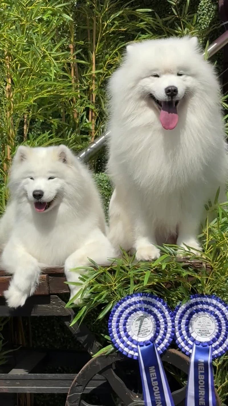 Dog Grooming Videos, Download The BEST Free 4k Stock Video Footage ...